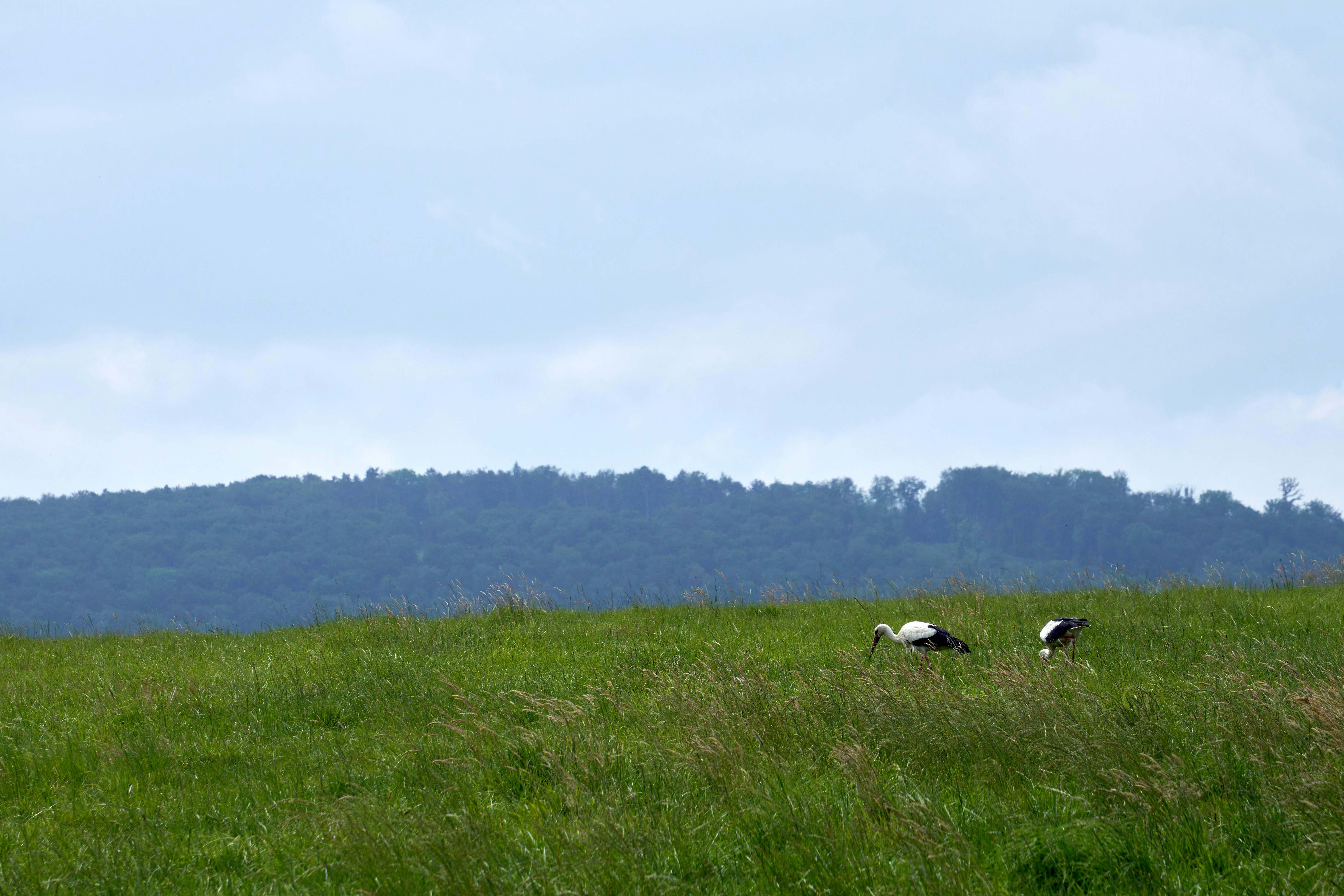 Two distant wading birds traverse a windswept meadow