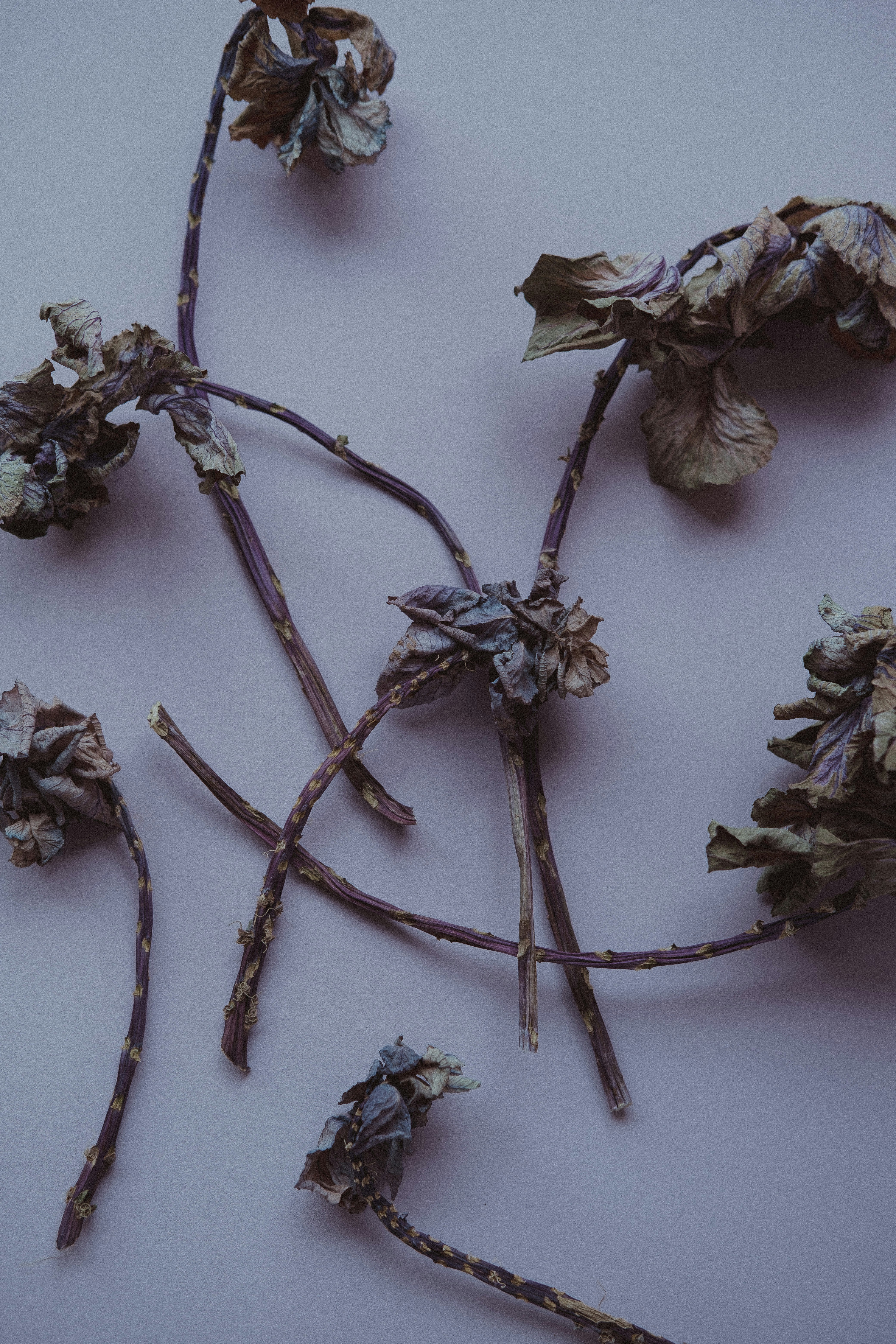 A bunch of dead flowers on a white surface photo – Free Autumn Image on ...