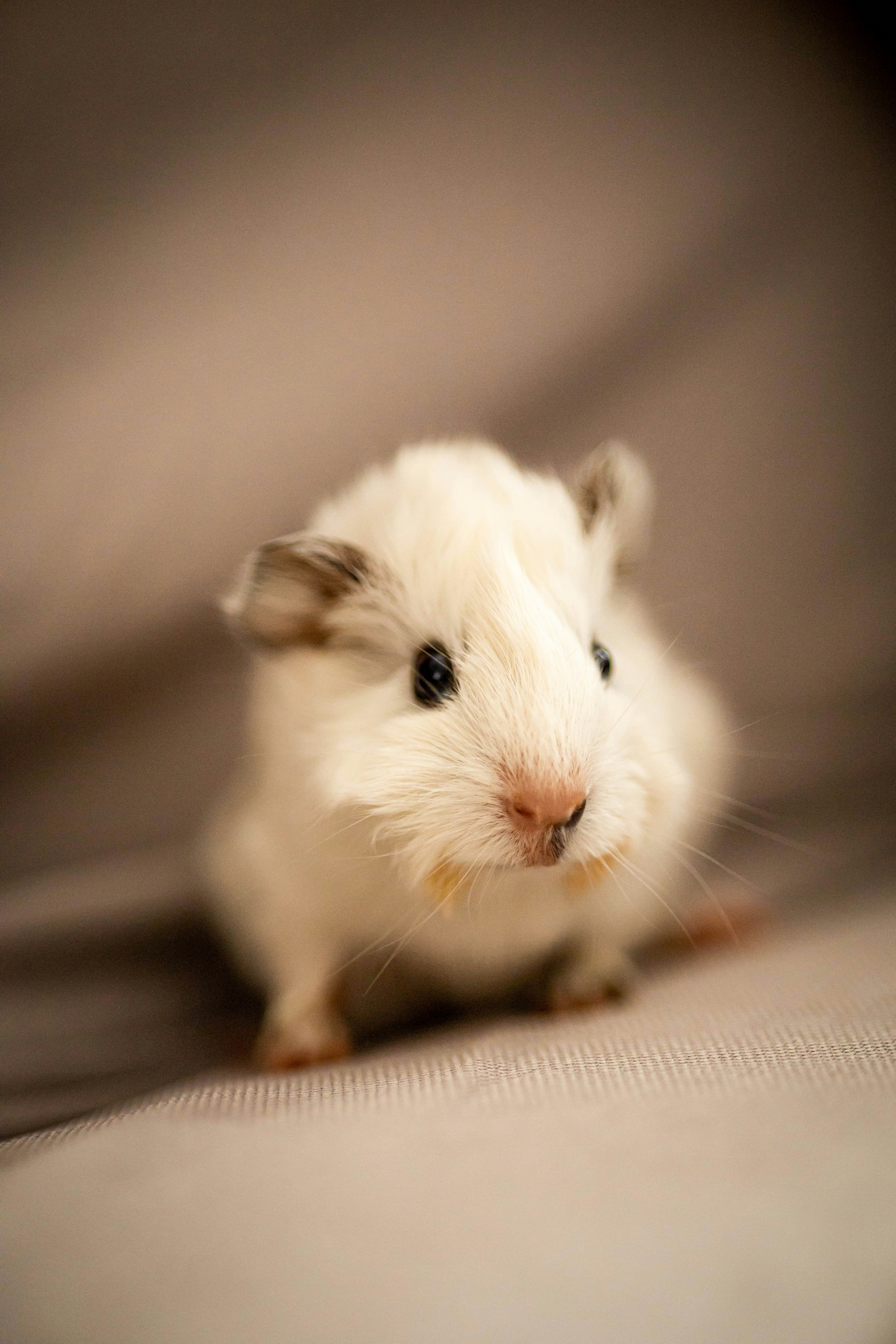 Mellow Whiskers: a white guinea pig investigates a cozy couch