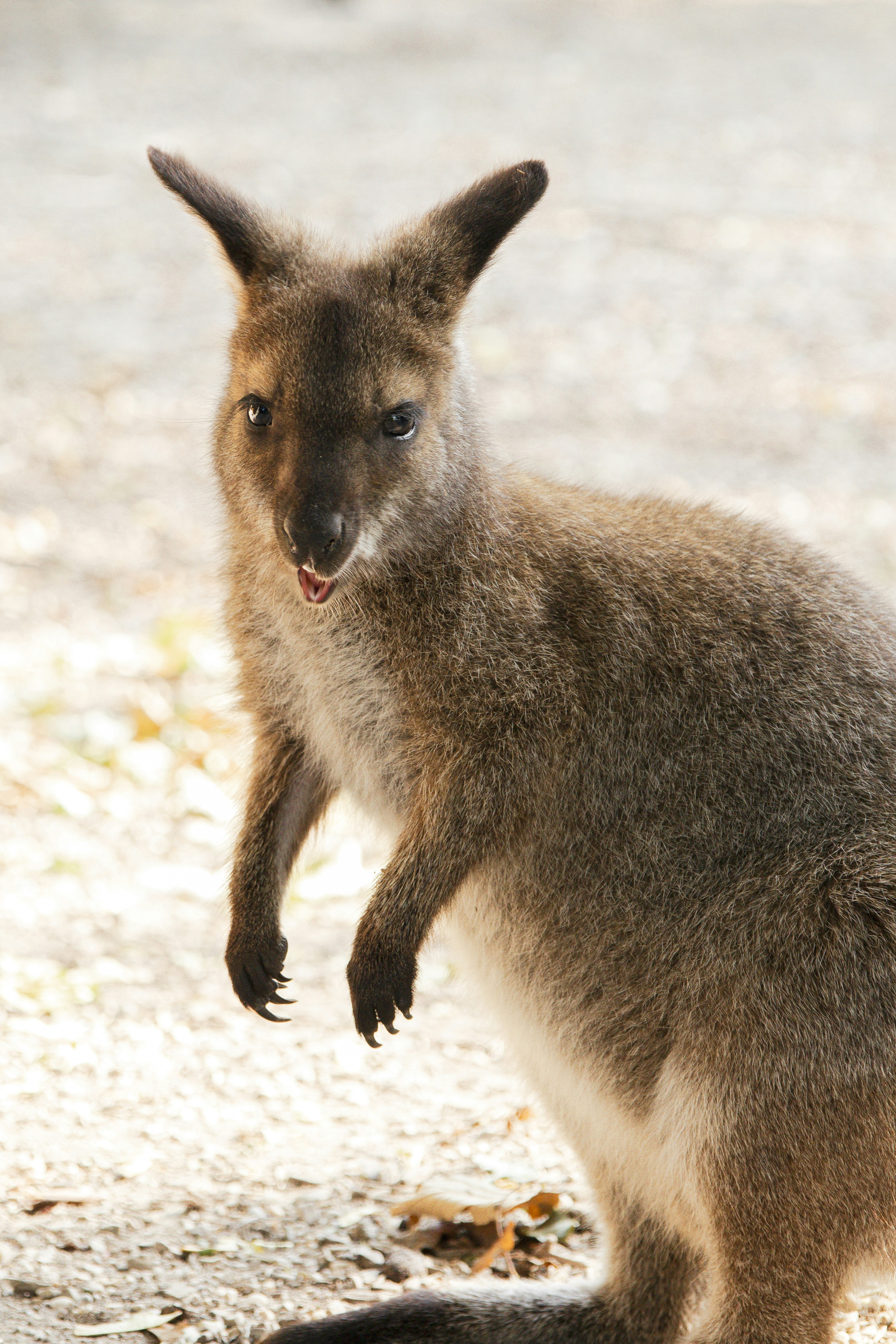 A small kangaroo standing on its hind legs photo – Free Animal Image on ...