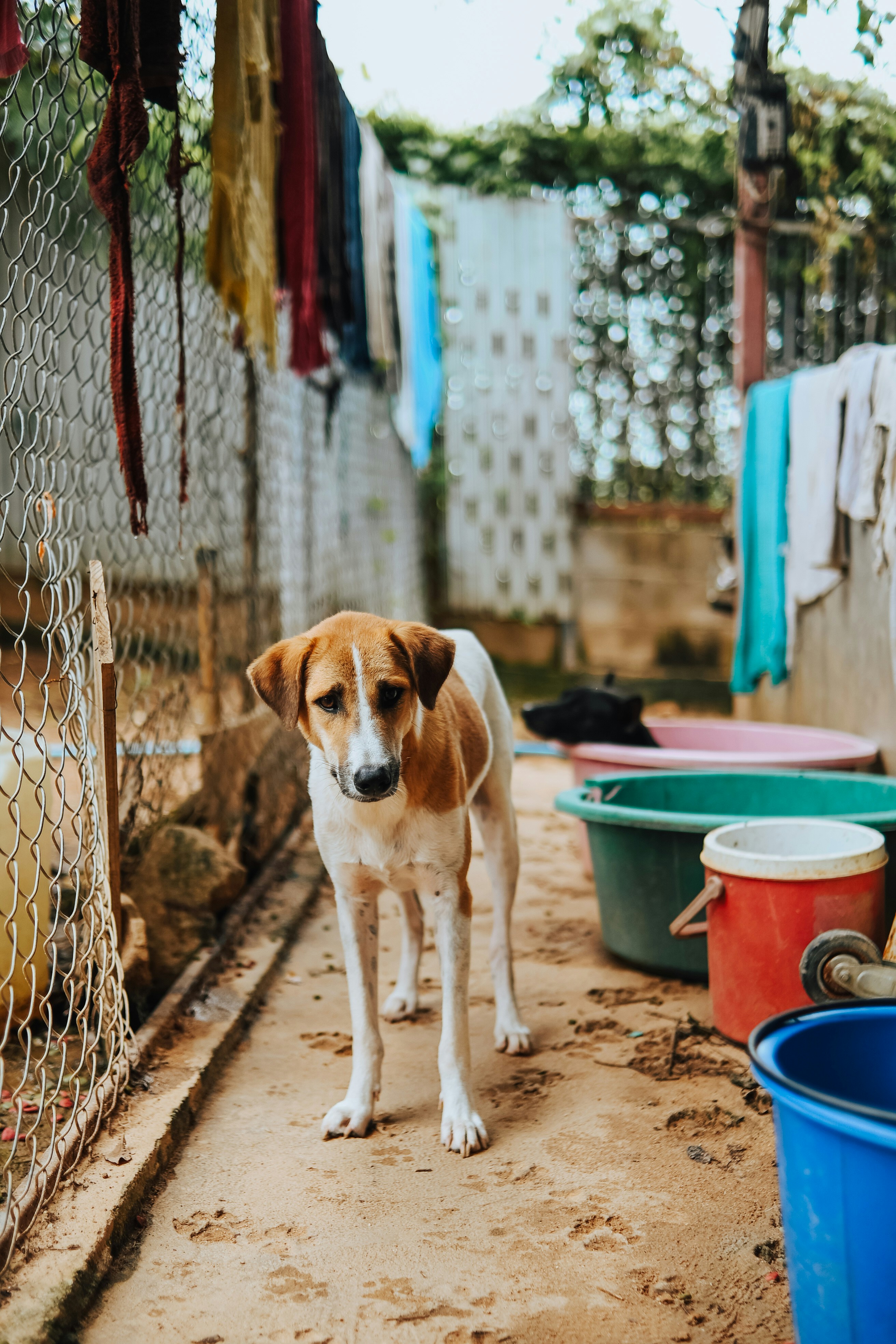 Curious Hound in a Sunlit Laundry Lane