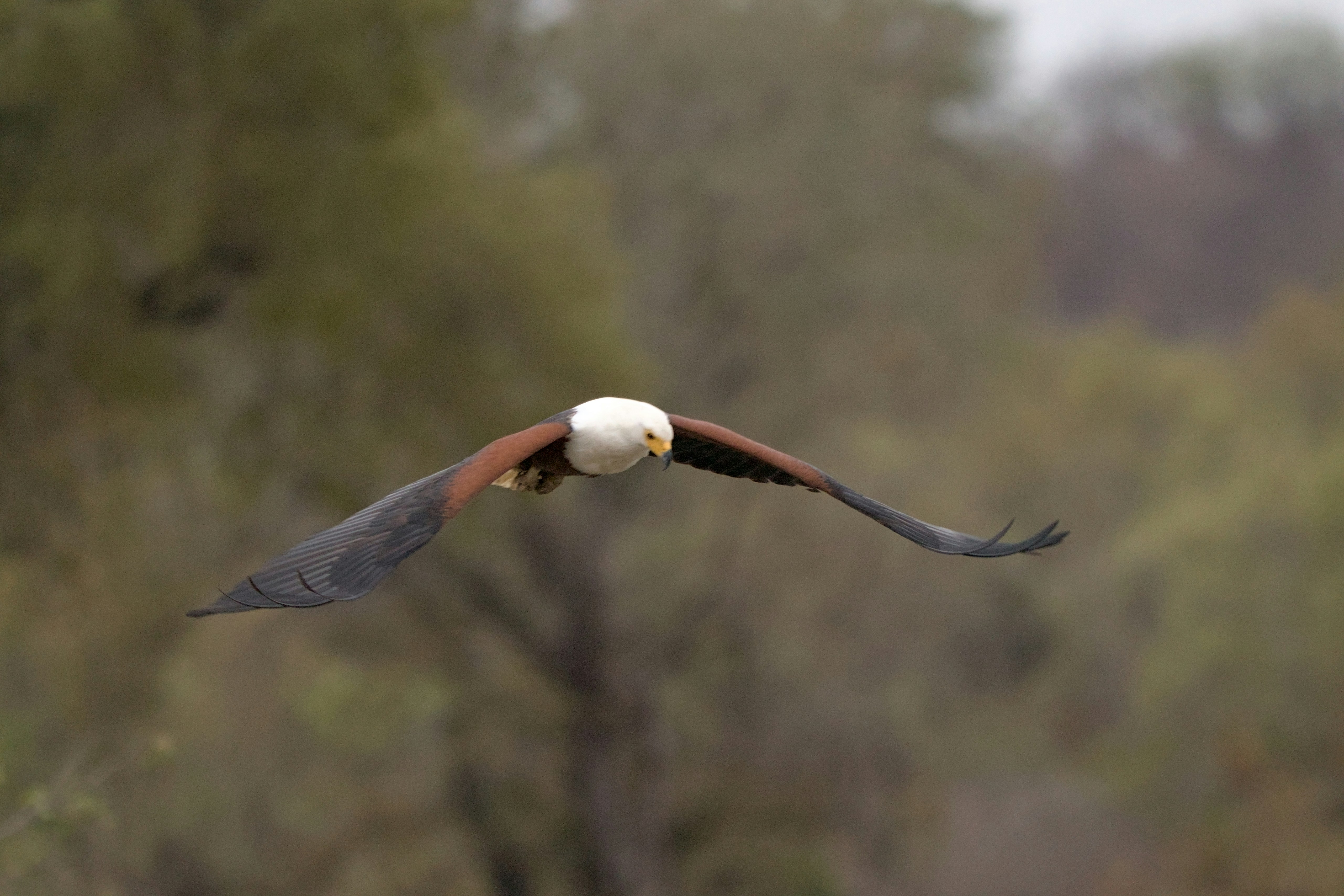 A large bird flying over a lush green forest photo – Free Animal Image ...