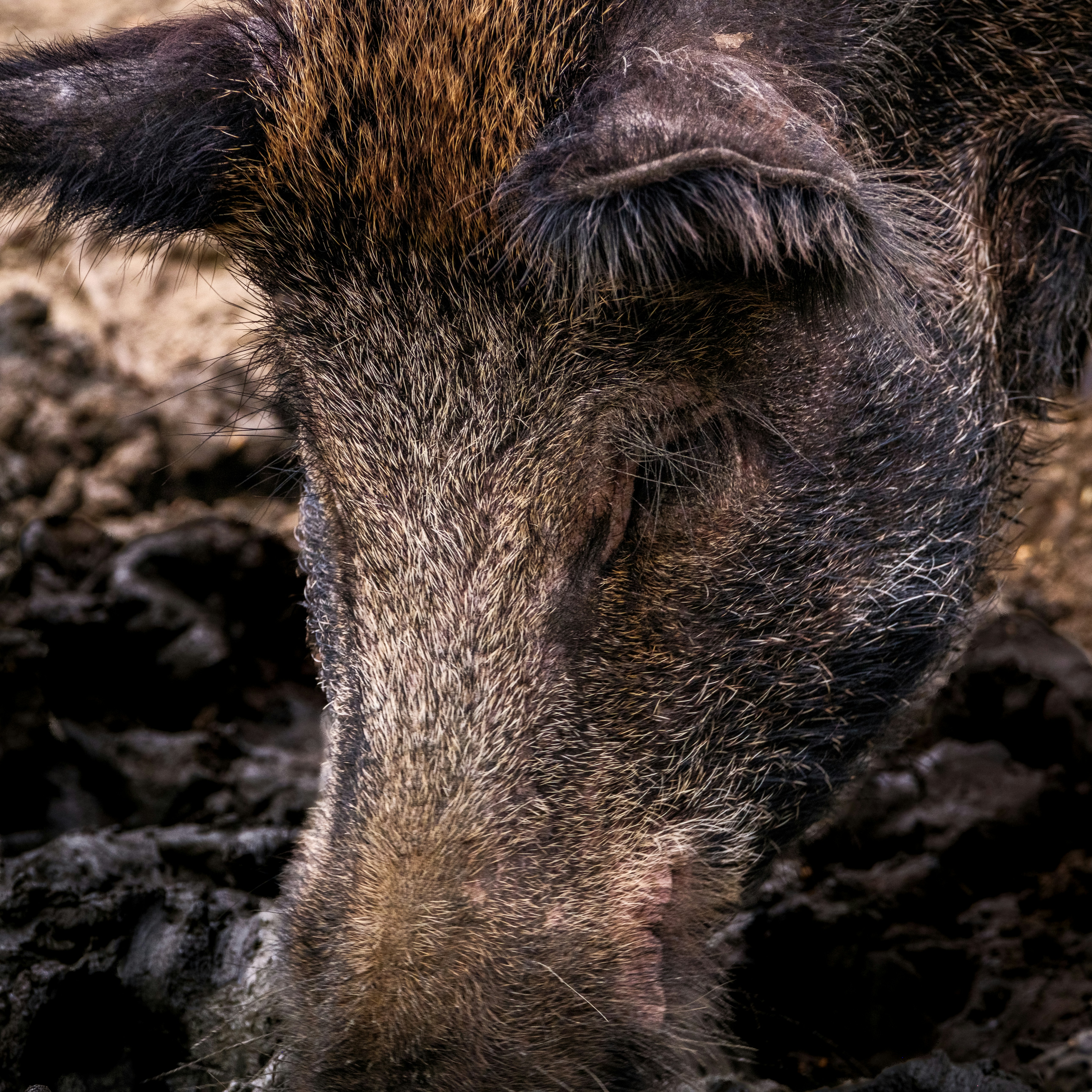 Hog Pictures | Download Free Images on Unsplash
