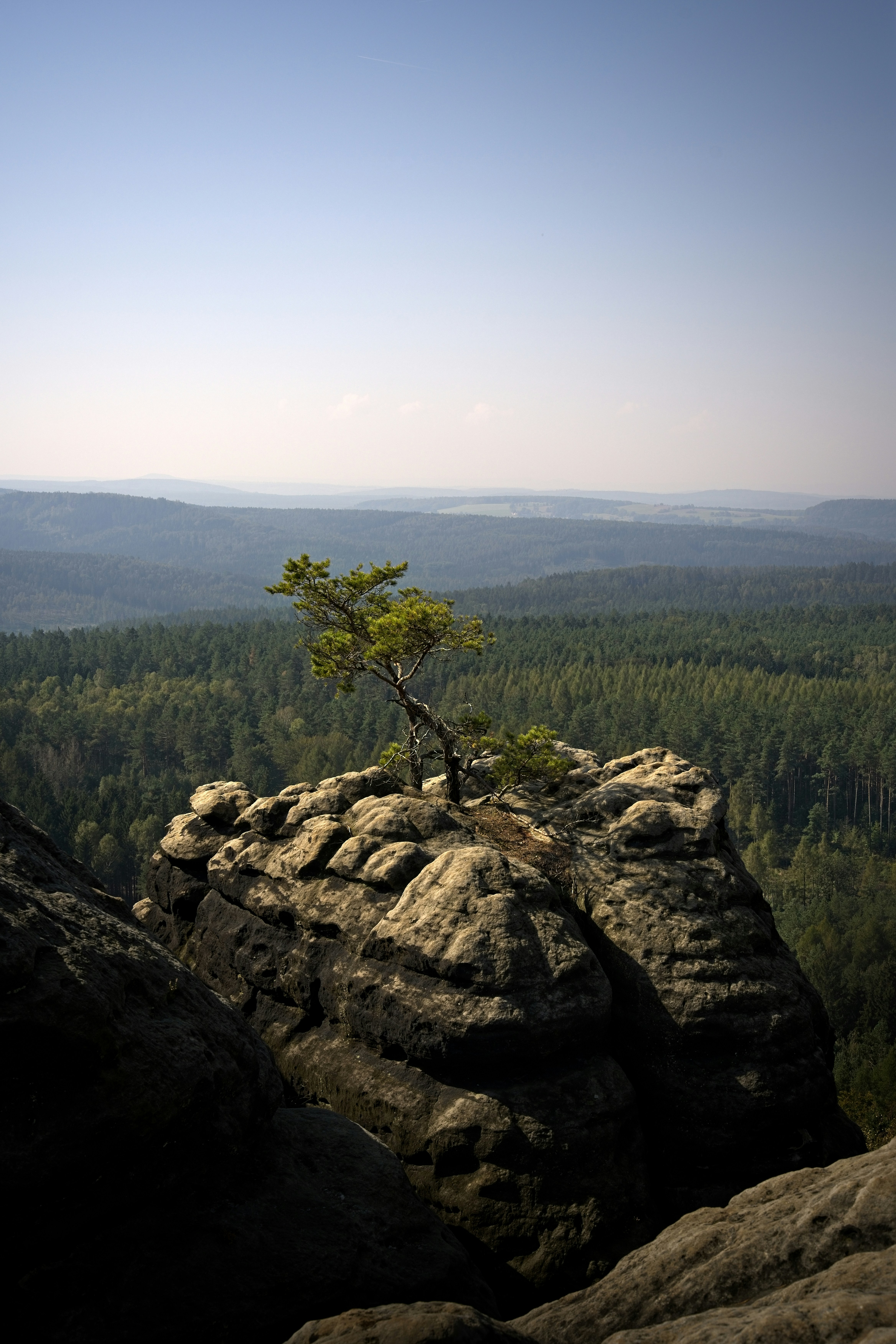 Granite Crest Vigil: A Lone Pine Overlooking the Forest Sea