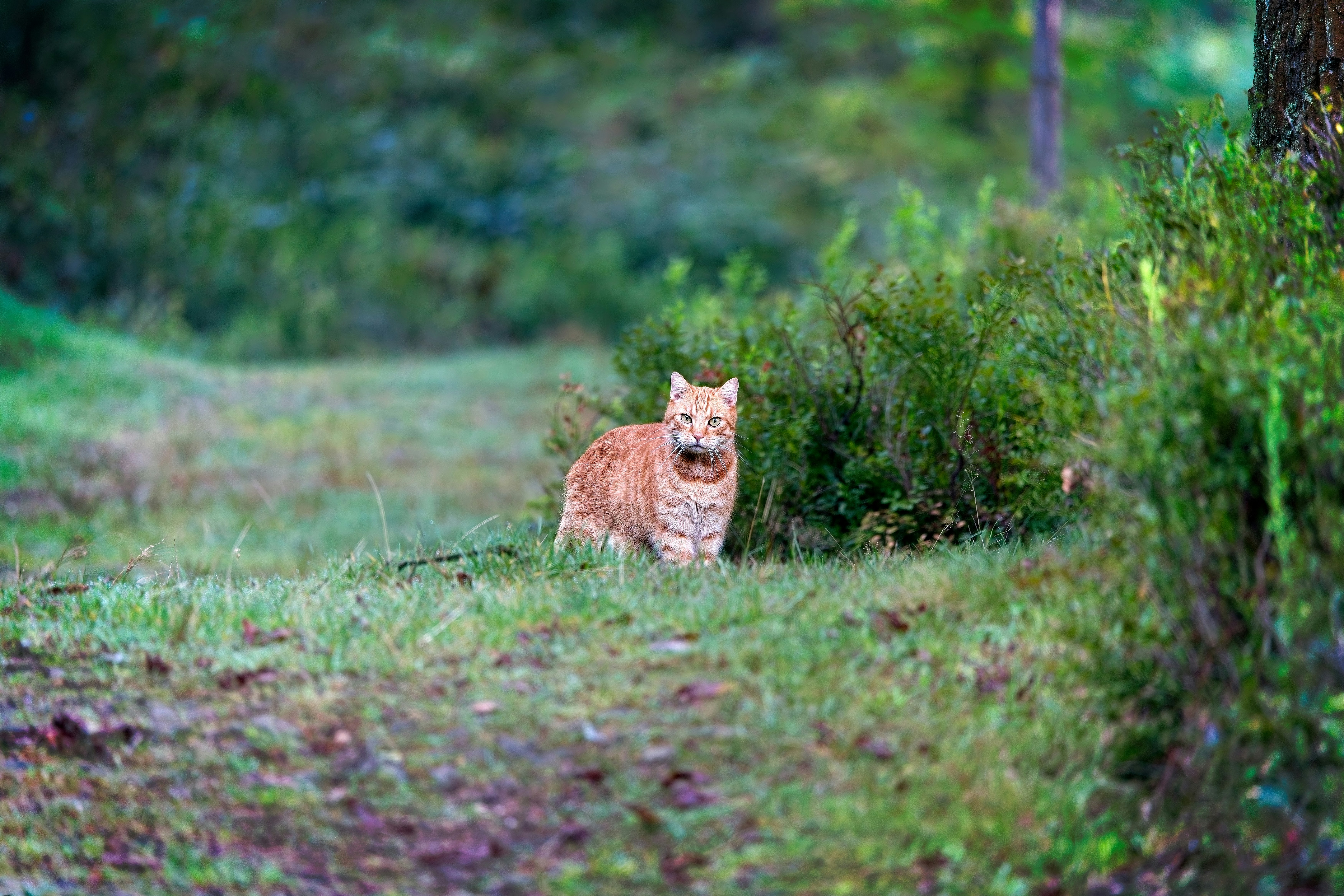 Amber Feline in a Quiet Clearing