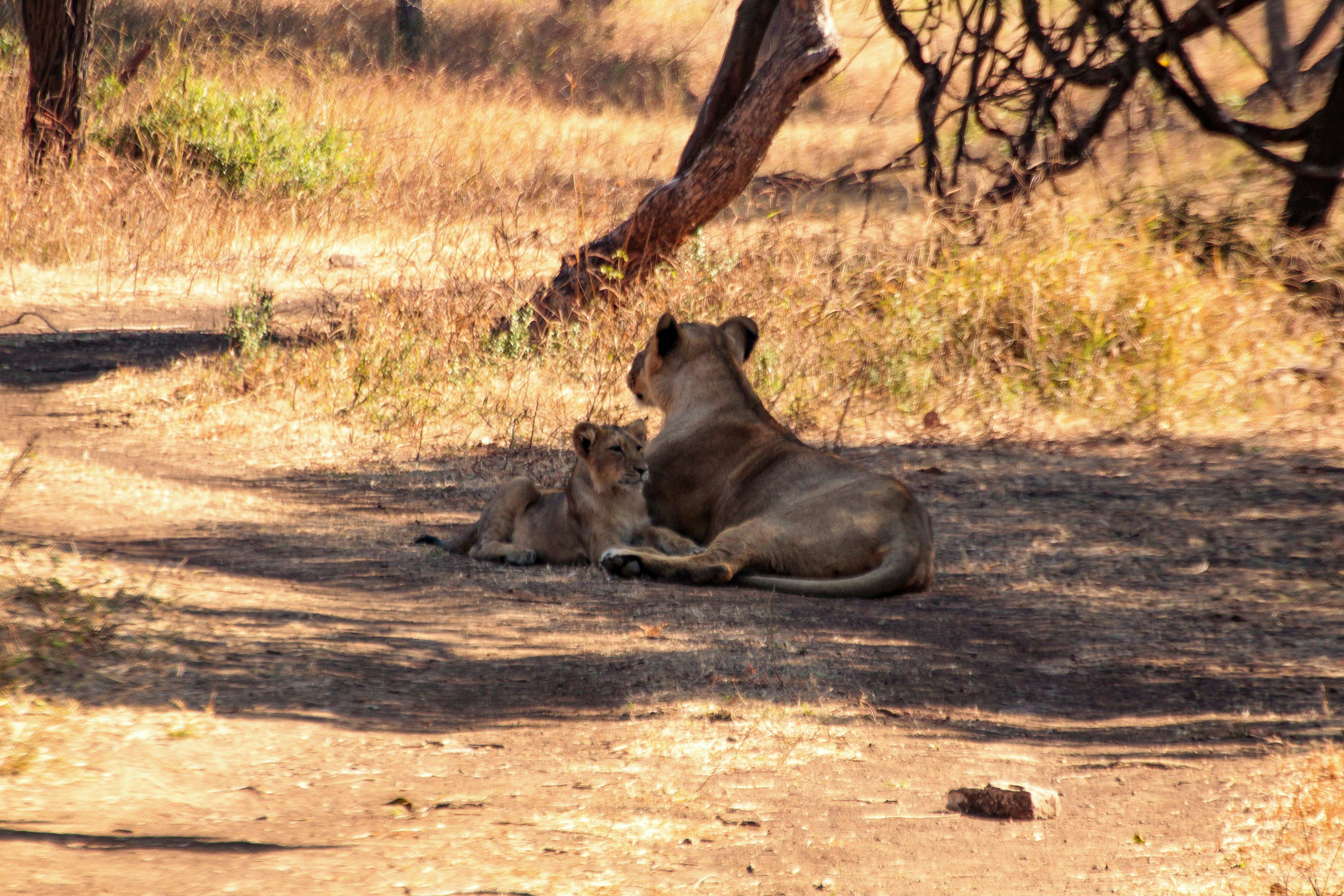 Quiet Oasis: Mother and Cub Lioness Rest in Dappled Shade