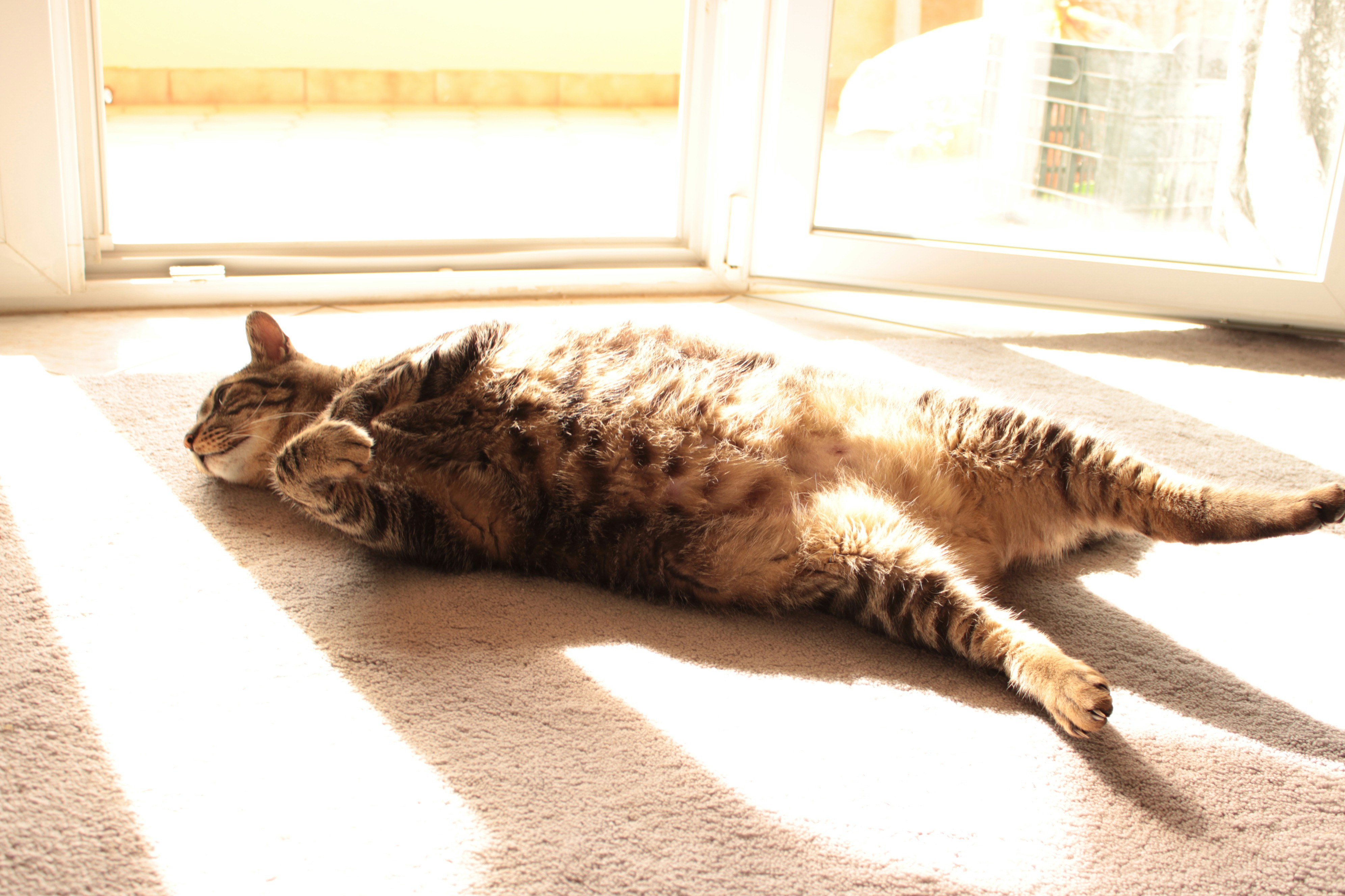 Noon Slumber in Striped Light: A Tabby by the Open Window