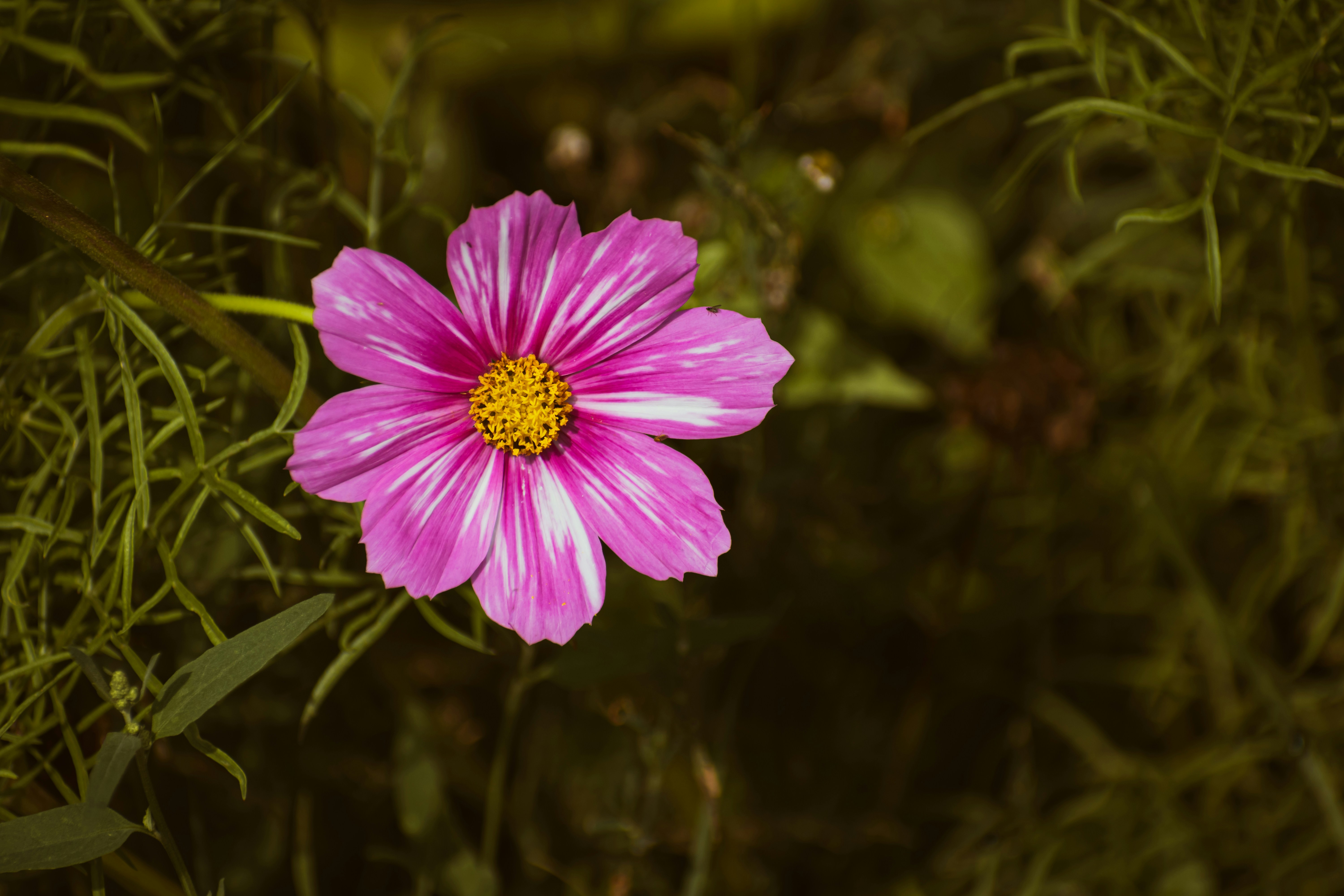 Una sola flor rosada sentada en la cima de un exuberante campo verde ...