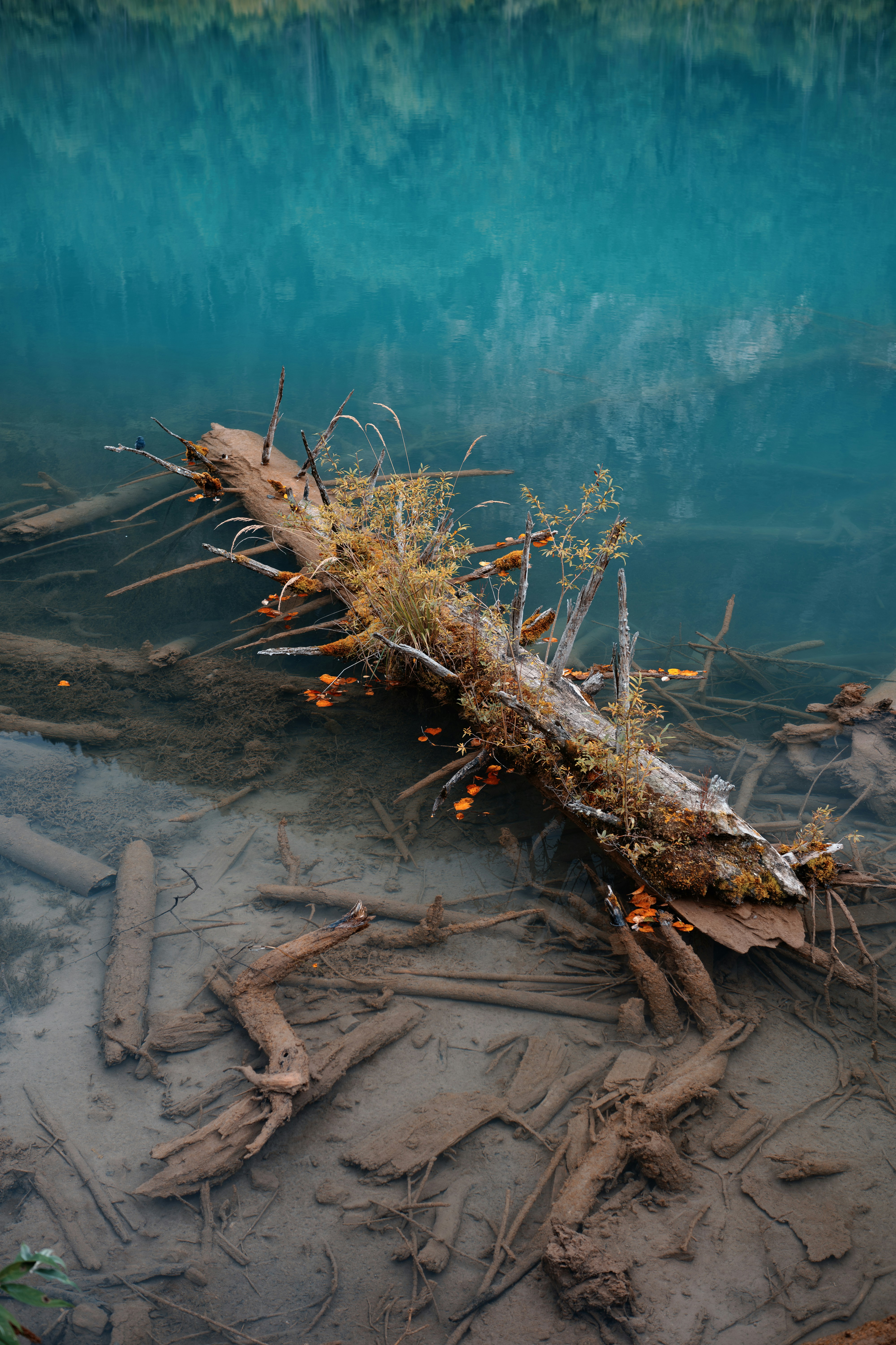 Teal Lake Drift: Moss-Threaded Log Reaching into Clear Depths