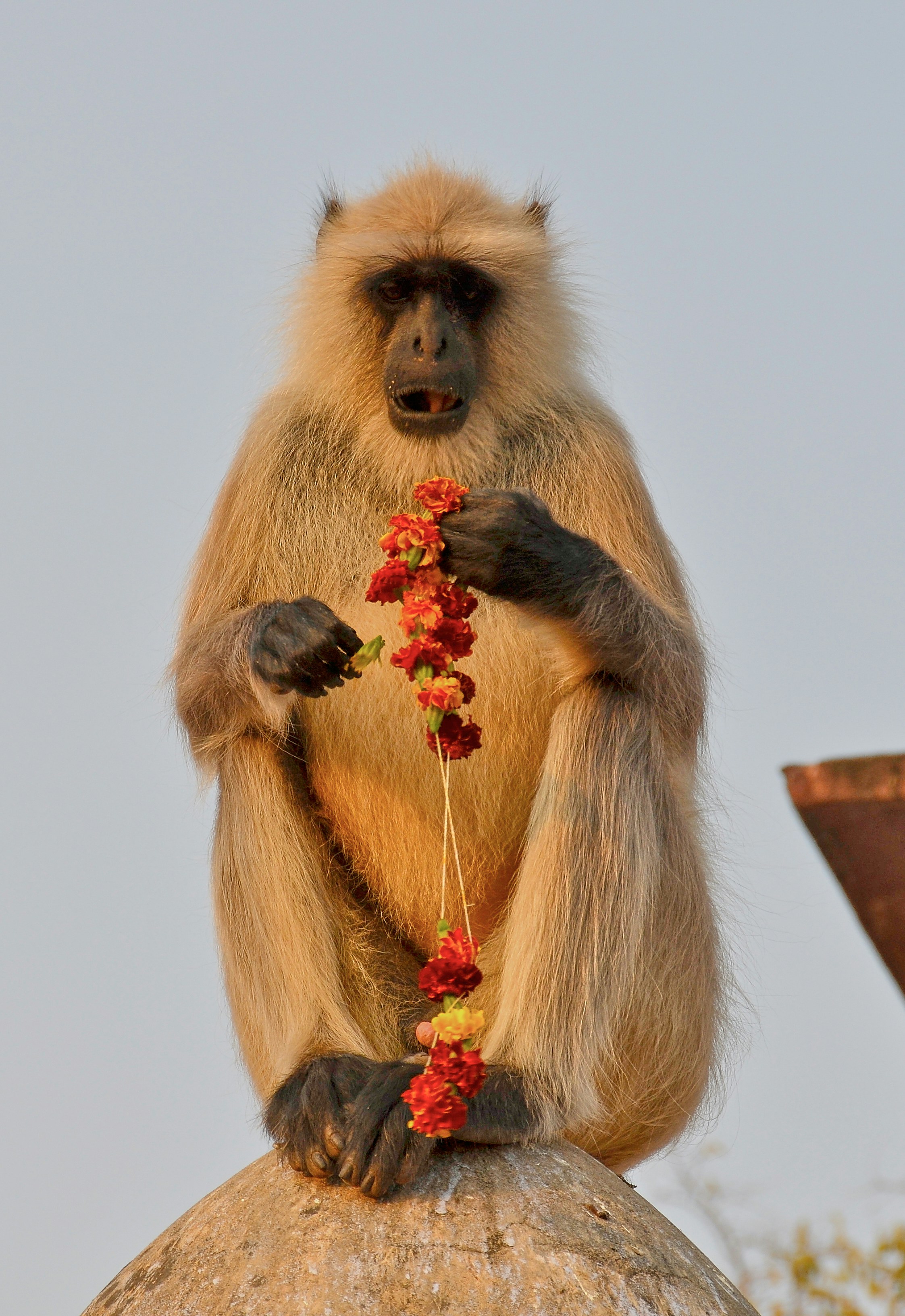 Dawn-Lit Golden Baboon Wears a Crimson Bloom Necklace