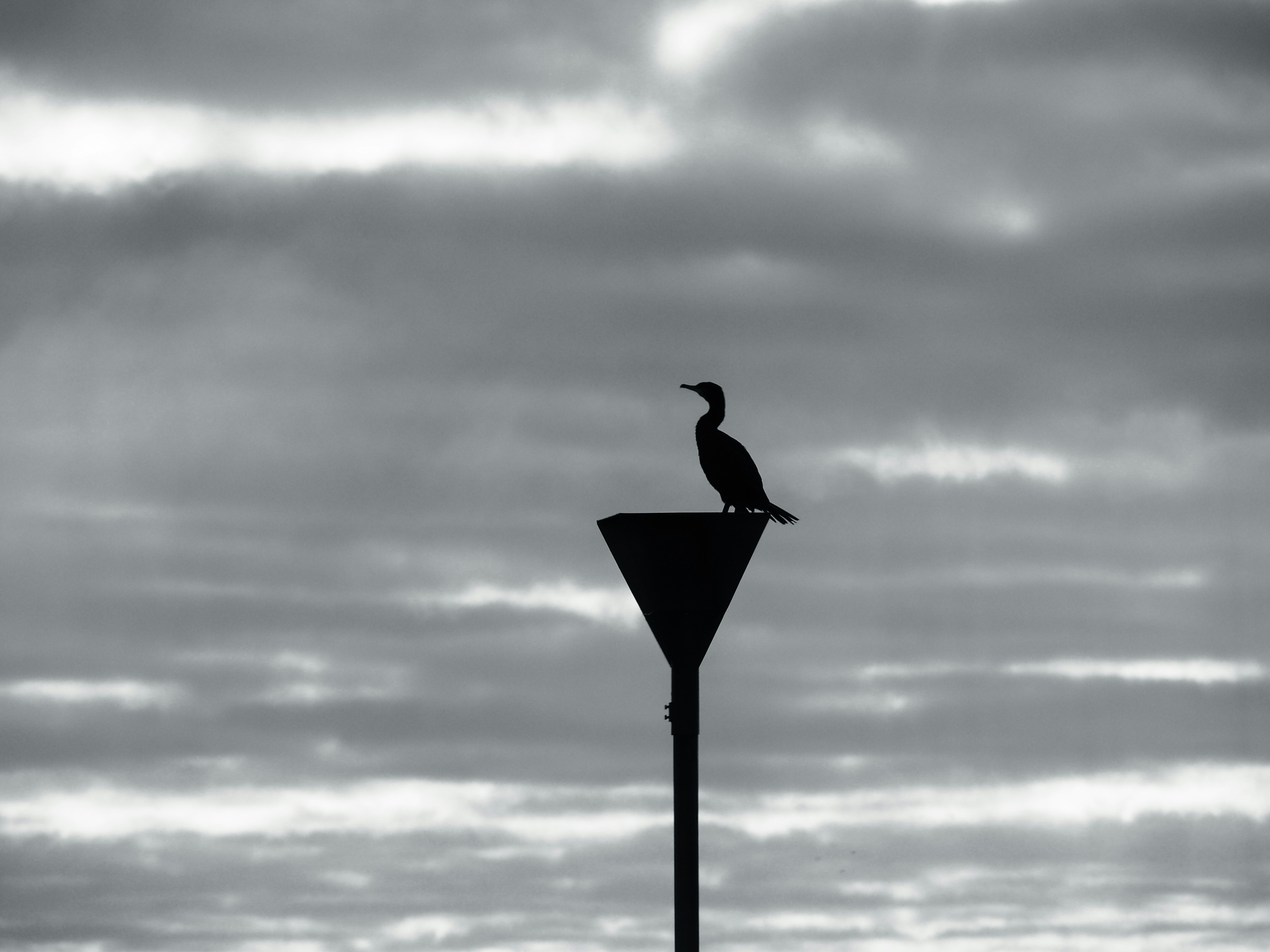 This bird is standing still.