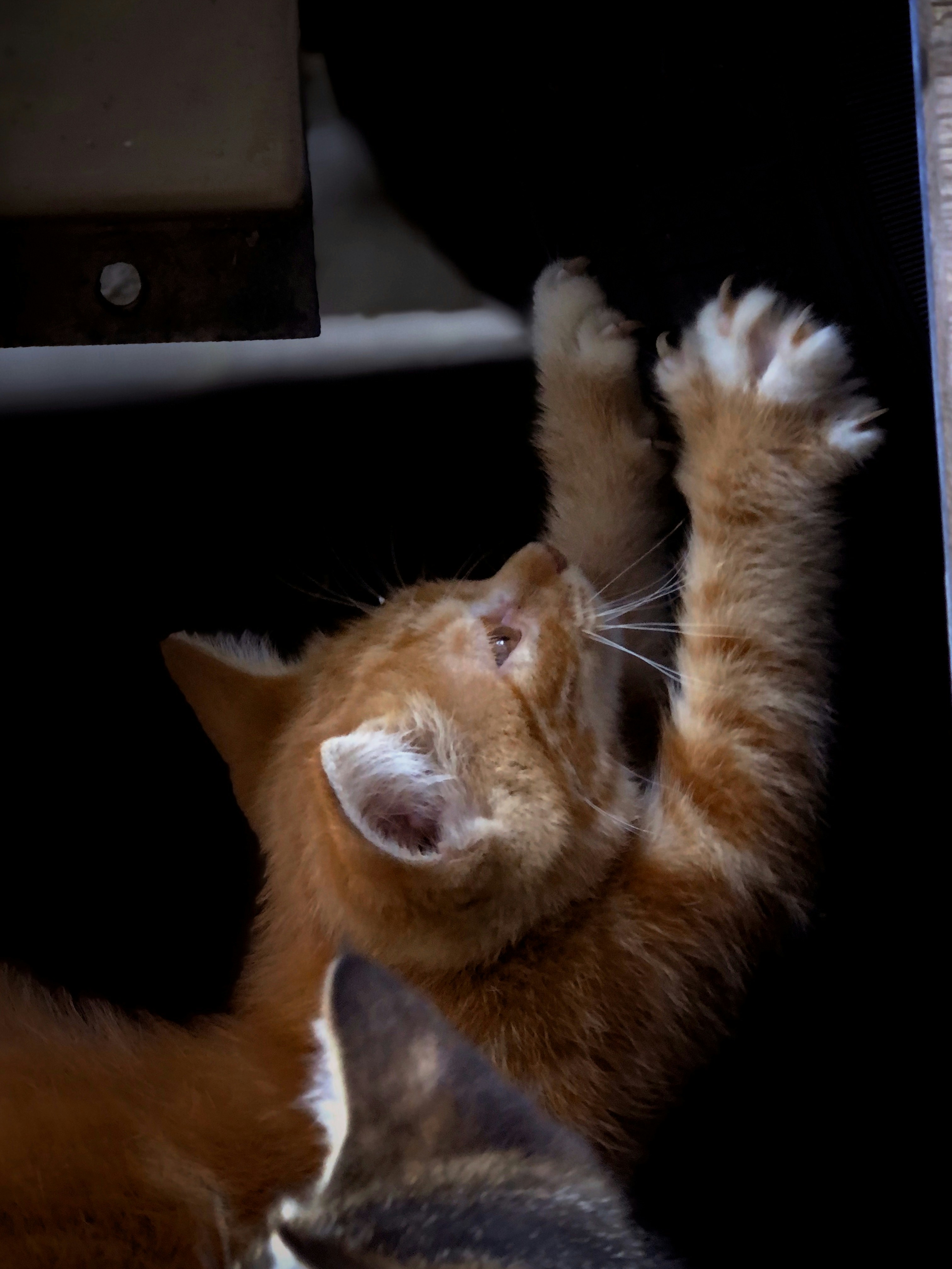 Curious Ginger Kitten Reaches Toward the Edge in Deep Shadow