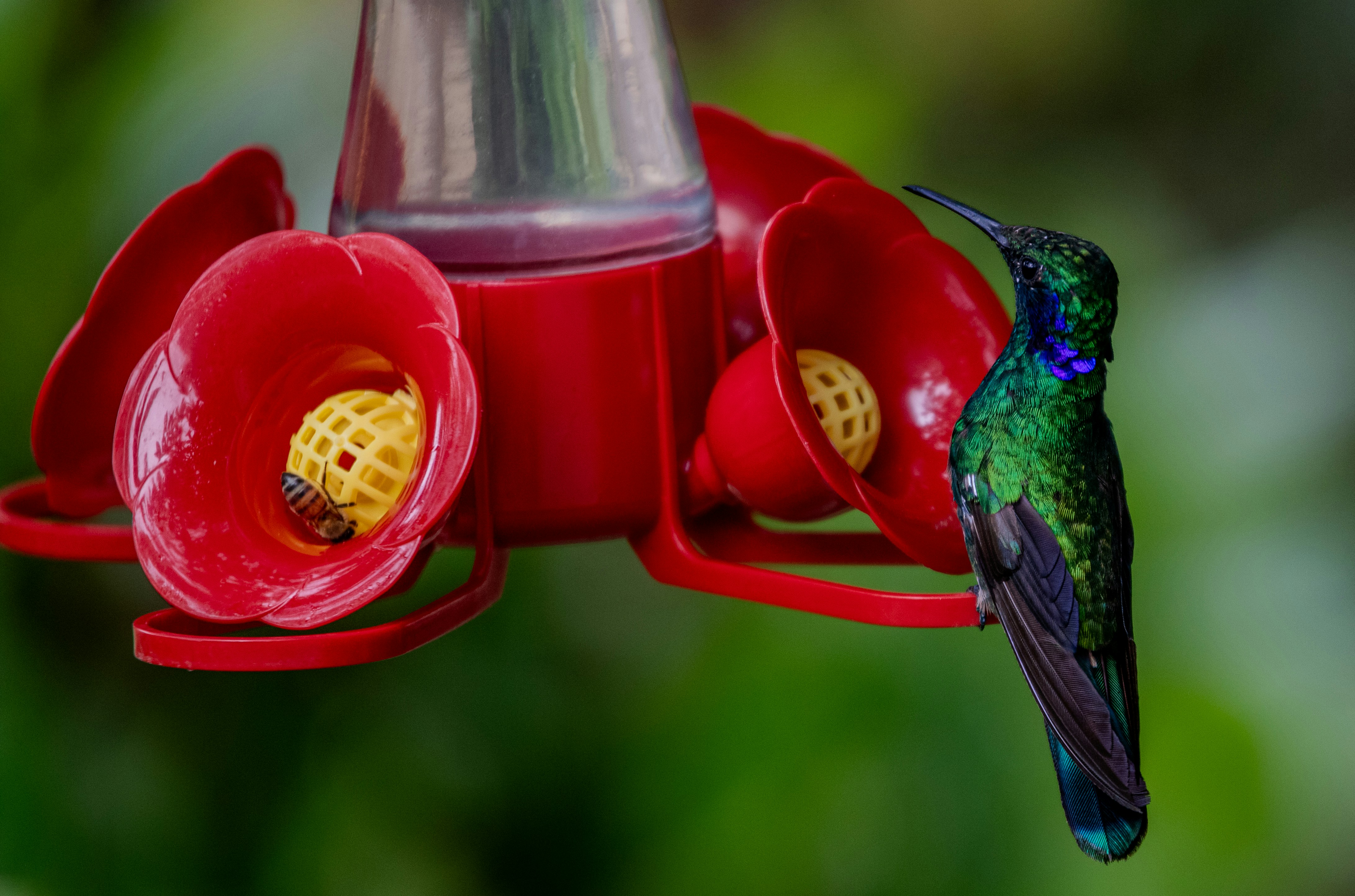 Iridescent Emerald Hummingbird at a Crimson Nectar Feeder