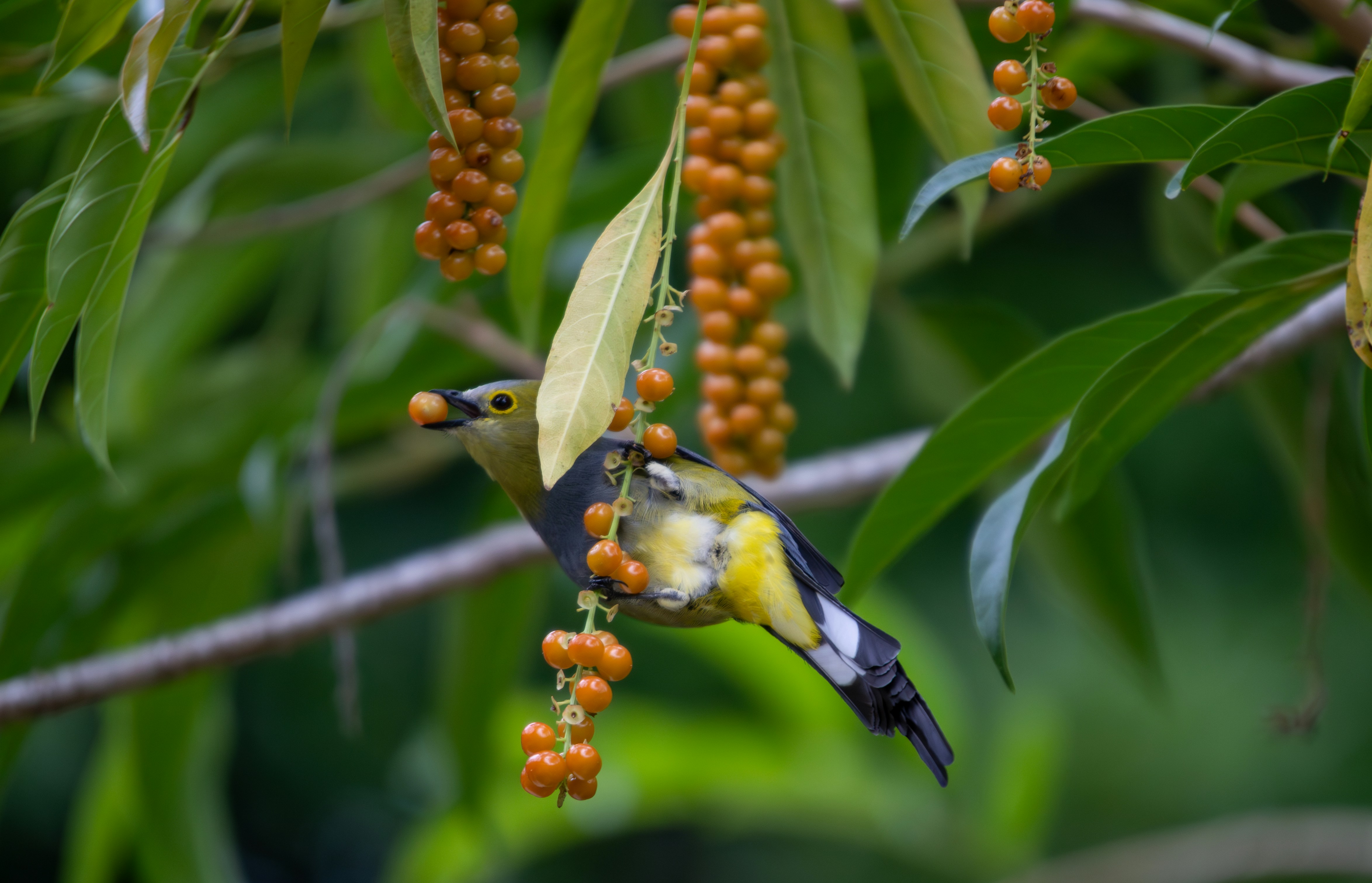 Yellow-chested passerine clinging to orange berry tassels amid emerald foliage