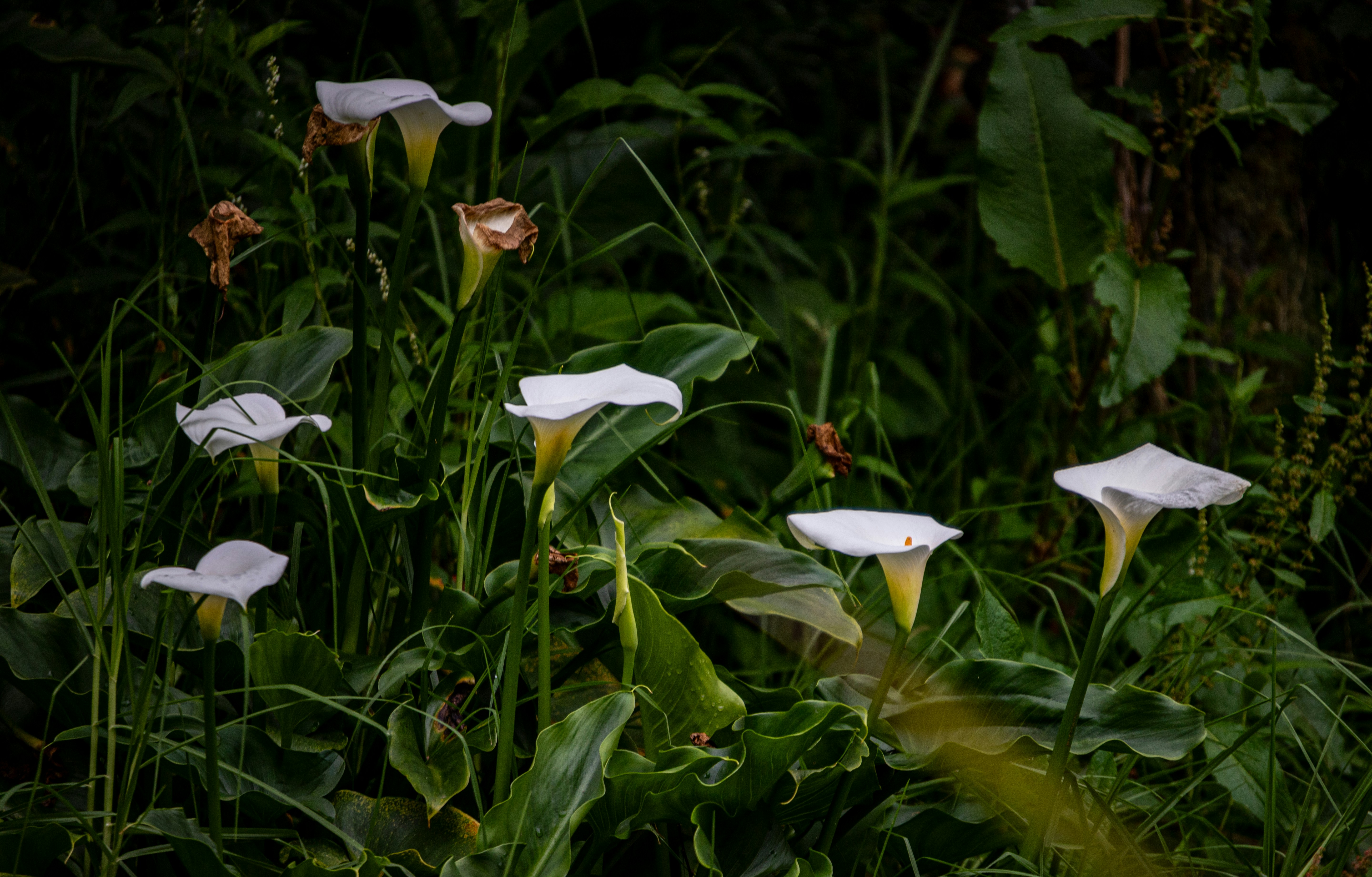 The image captures a cluster of white calla lilies surrounded by lush green foliage. The flowers, with their smooth white petals and yellow central spadix, stand tall amidst the dark green leaves, some of which show signs of wilting. The natural light highlights the soft texture of the petals while creating a contrast against the shaded background. The setting appears to be a garden or a wild, natural environment, offering a calm and serene atmosphere.