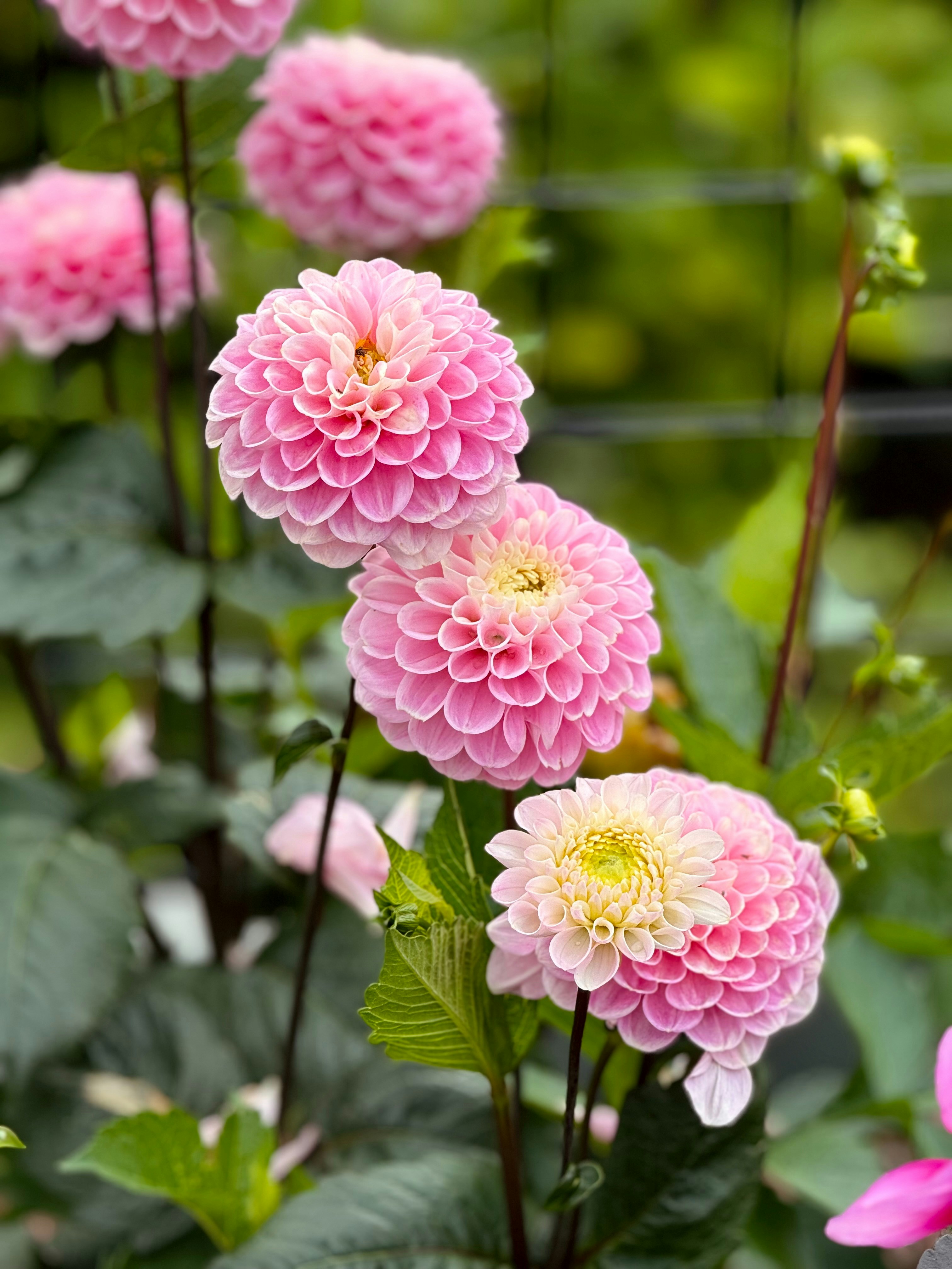 Layered Pink Dahlia Bloom Anchored by Sunlit Foliage