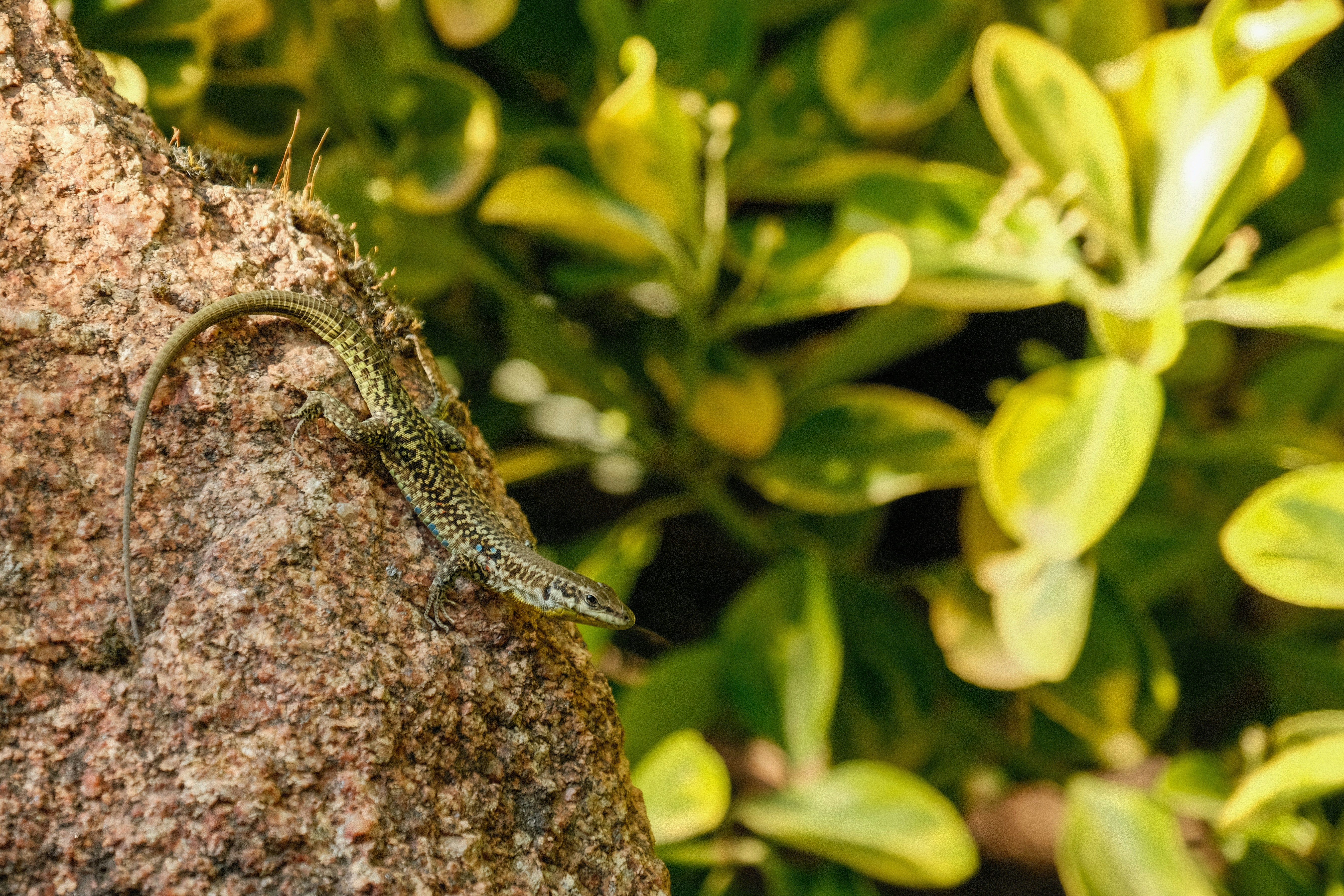 Camouflage on Granite: A Lizard's Quiet Perch