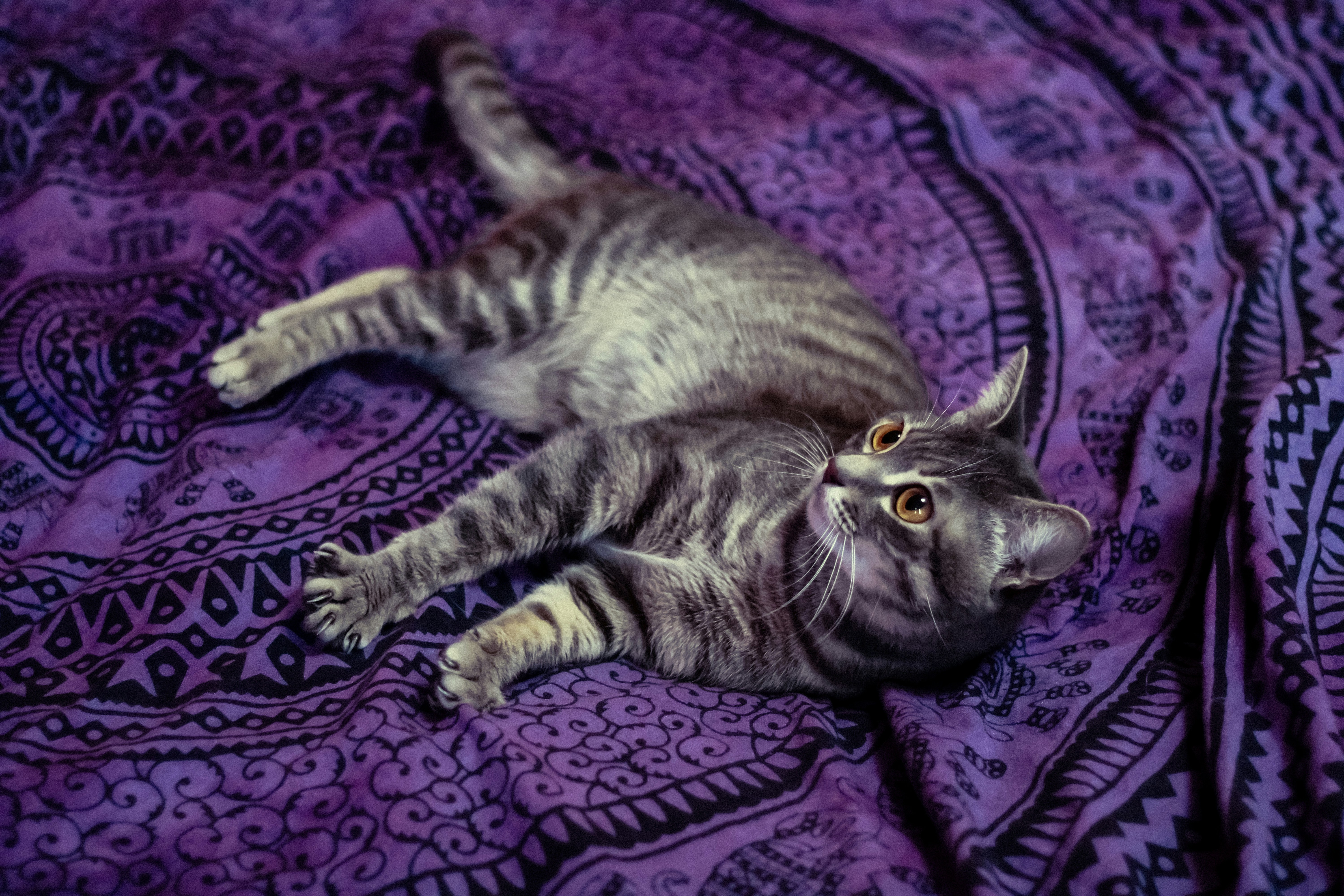 Whiskers on Velvet: Gray Cat Reposing on a Purple Quilt