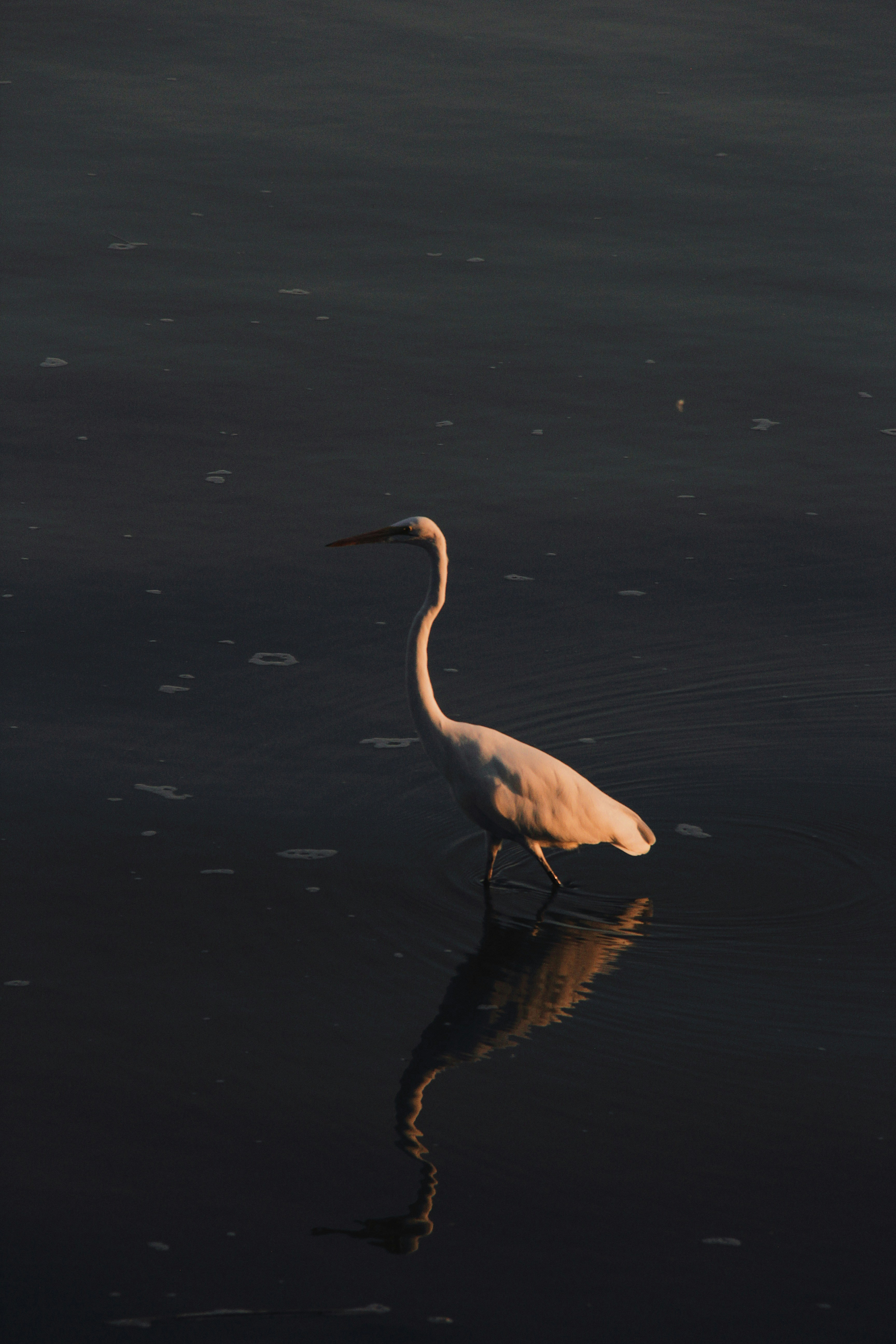 Dusk-lit Egret in Quiet Tide