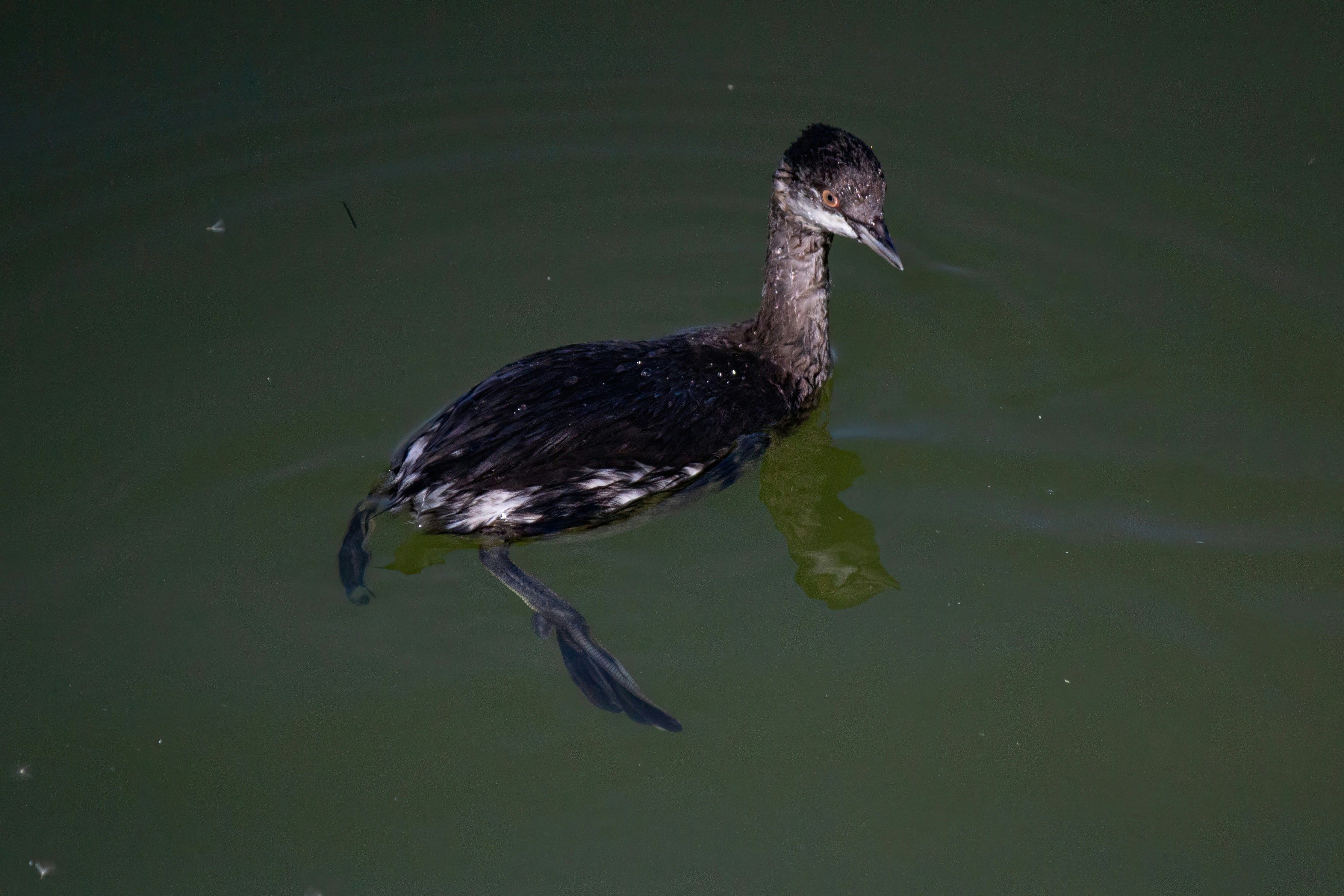 Emerald Reflections: a solitary grebe gliding on a green pond