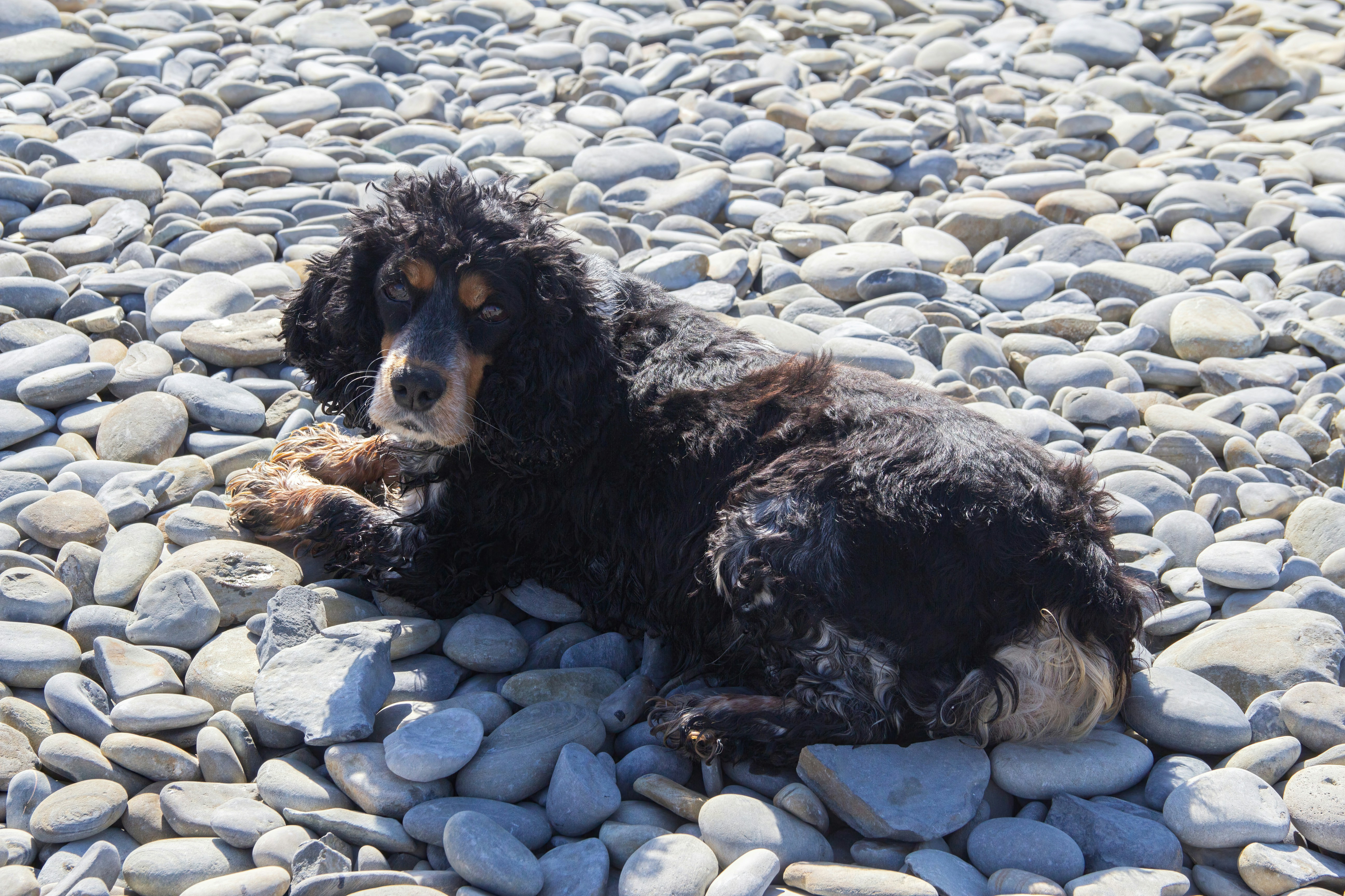 A Day at the Stony Beach: Canine Serenity