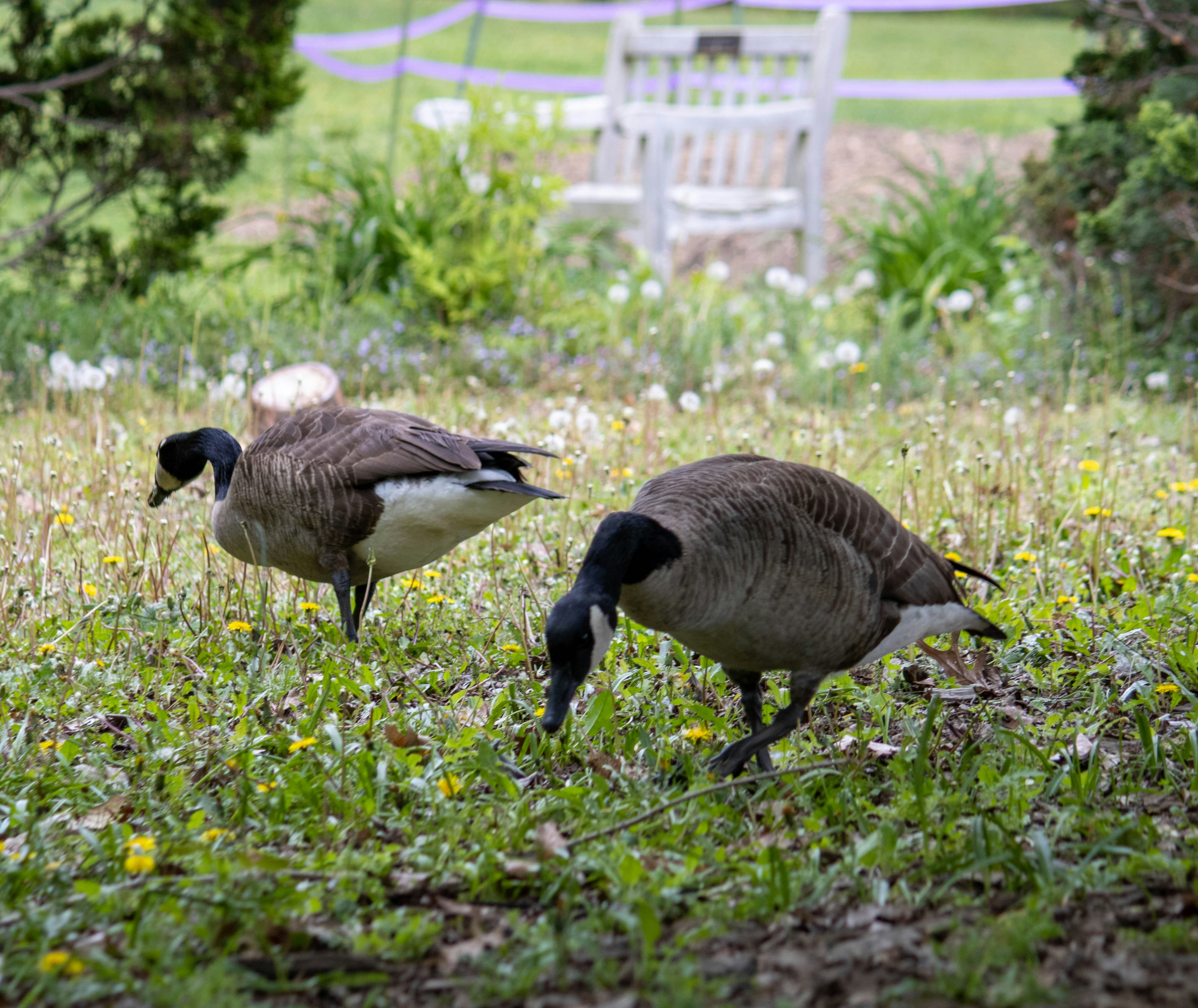 Foraging Canada Geese in a Sunlit Garden Patch