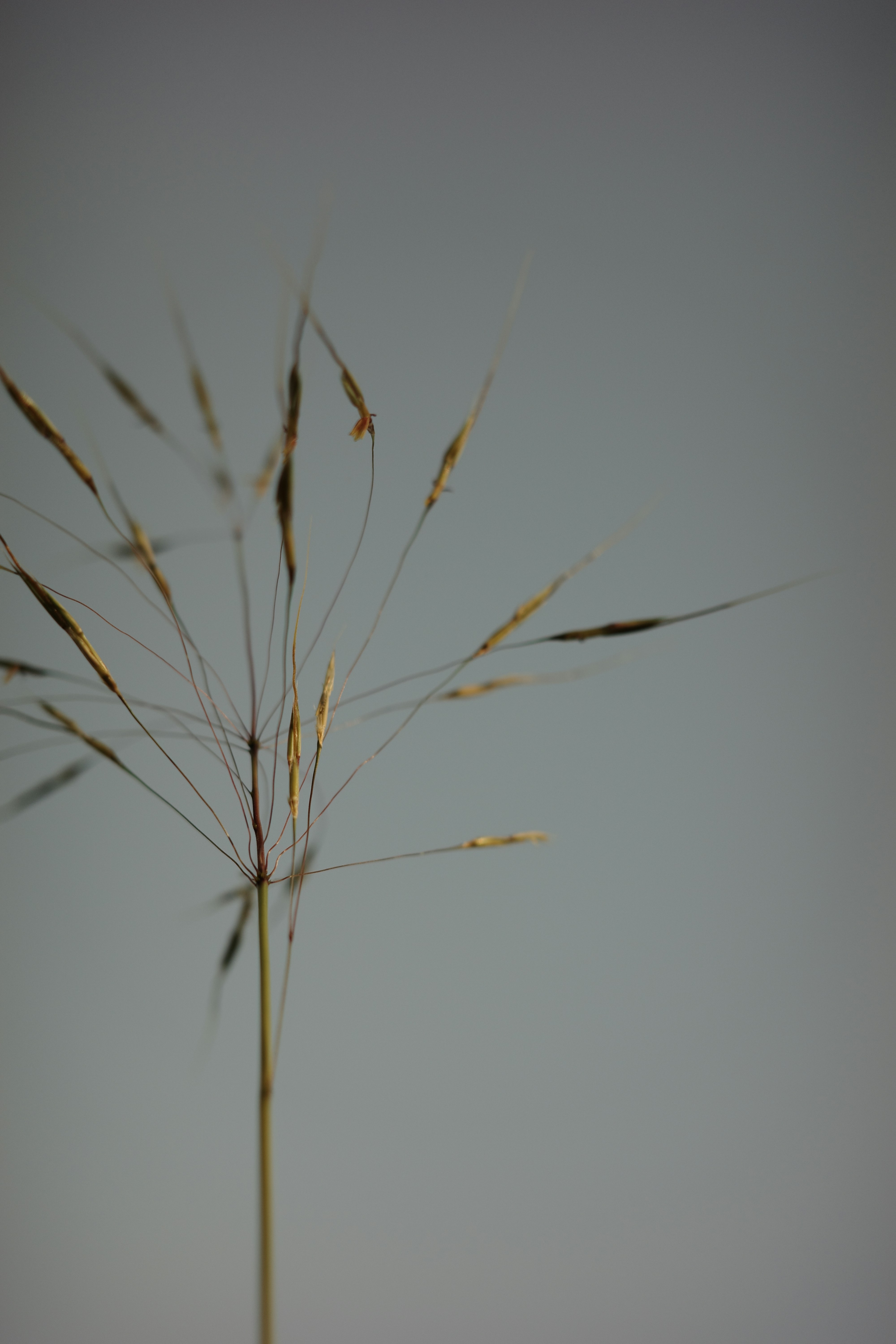 Lone Seedhead Against a Quiet Blue Backdrop
