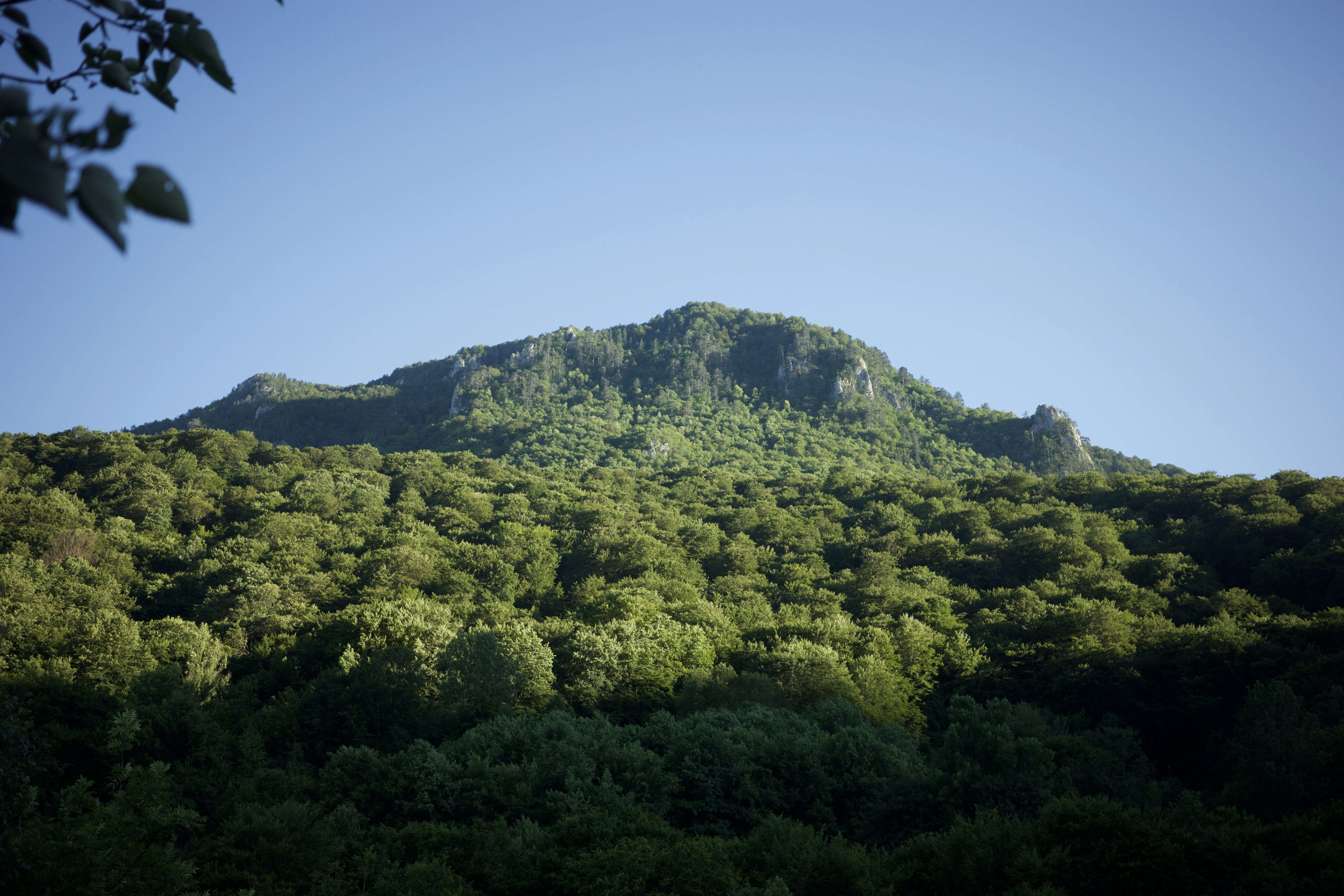 500+ Forest Mountain Pictures [HD] | Download Free Images on Unsplash