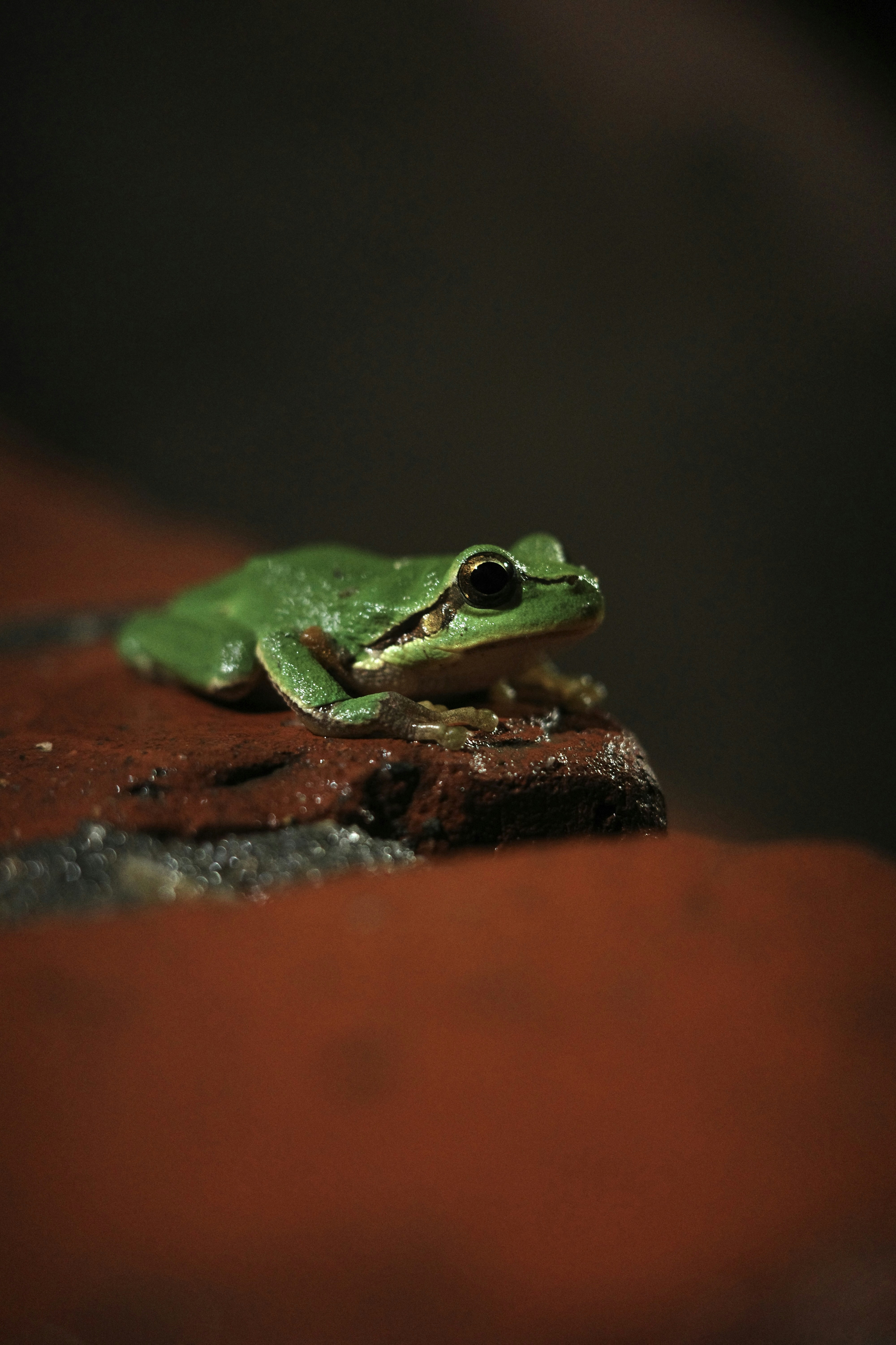A green frog sitting on top of a brick wall photo – Free Animal Image ...