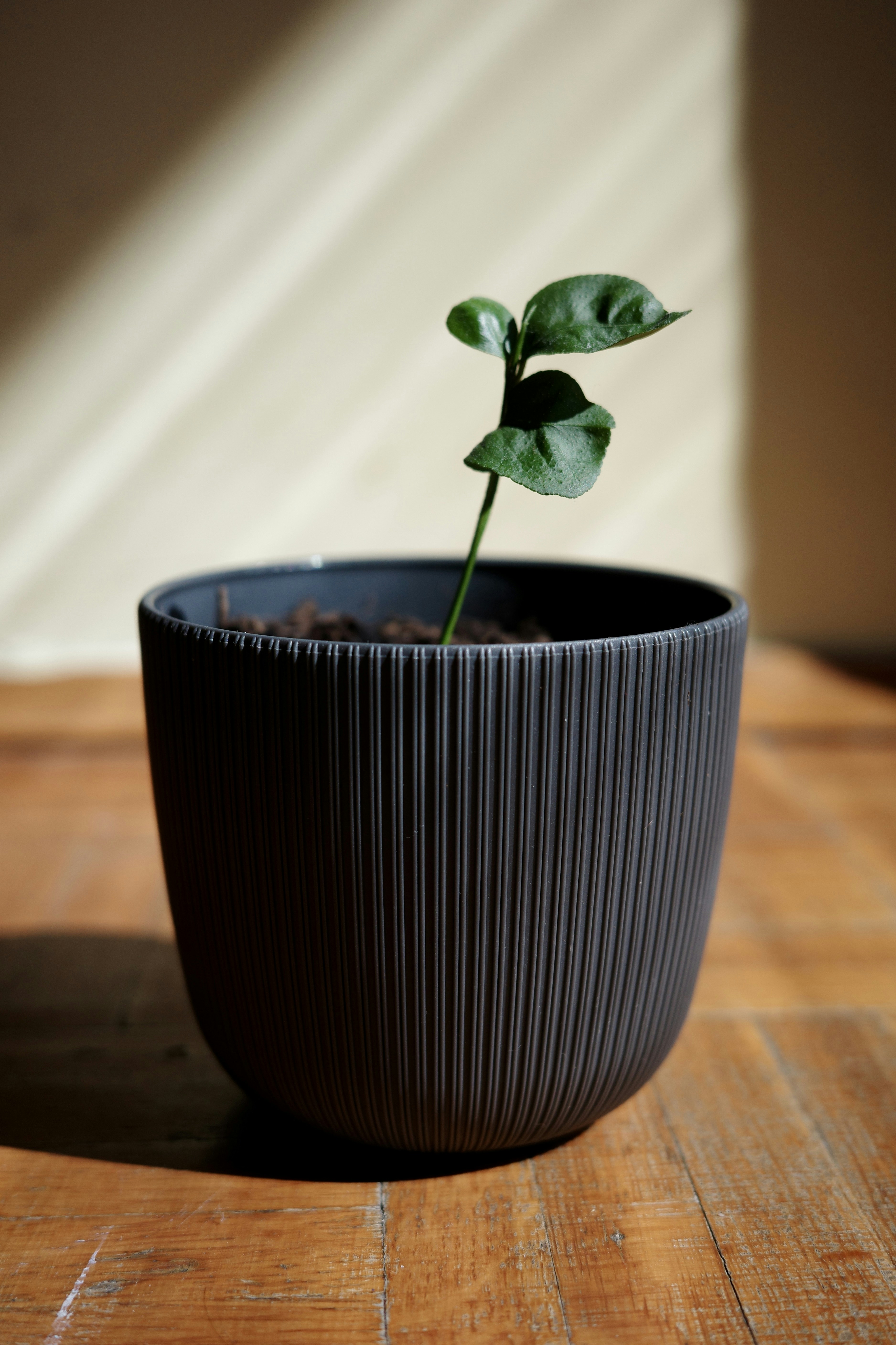 Dawn Light on a Tiny Sprout in a Ribbed Pot