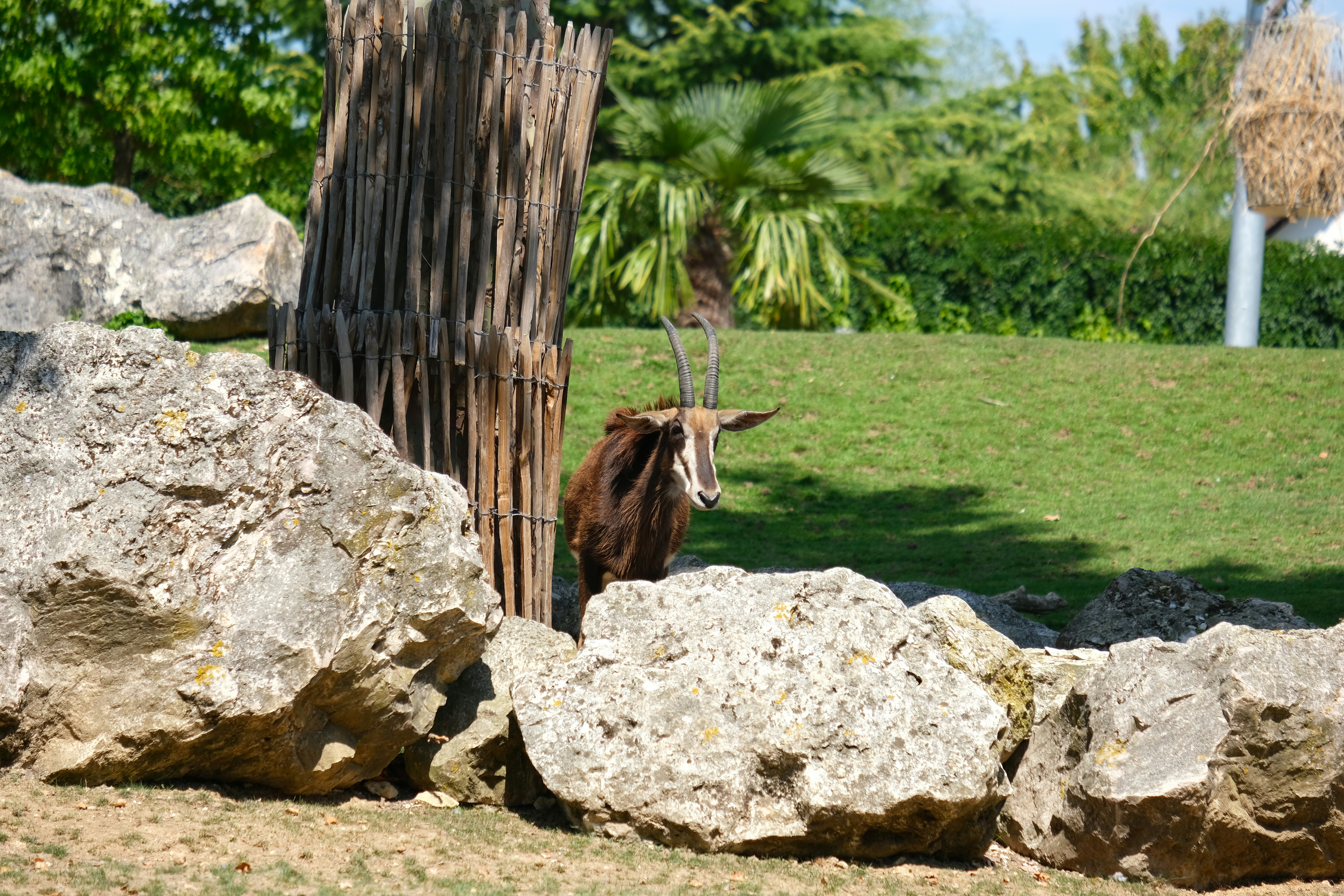 Stone-Guarded Glade: A Curious Goat Pausing at the Garden's Edge