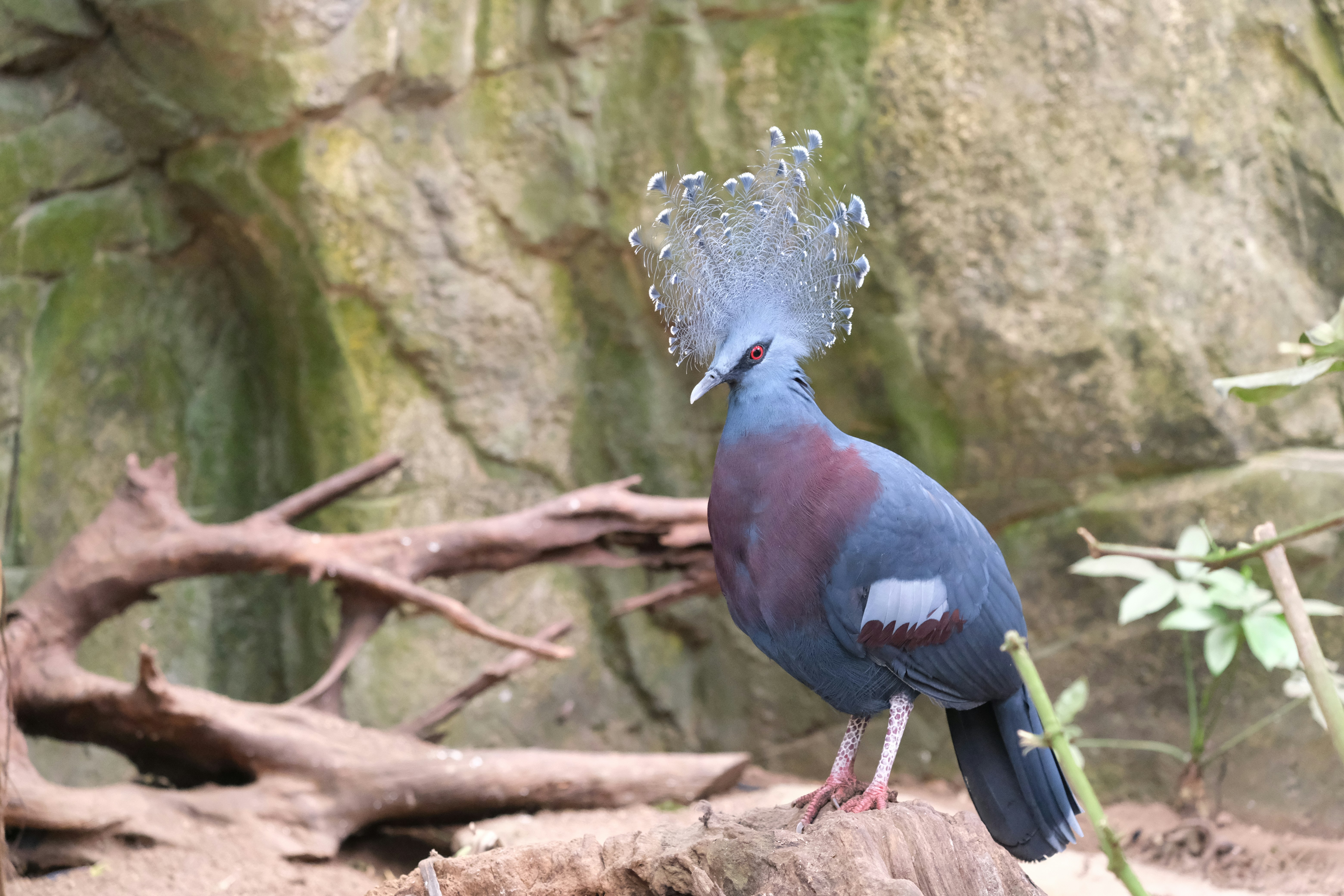 Crested Quiet: A Victoria Crowned Pigeon on Weathered Driftwood
