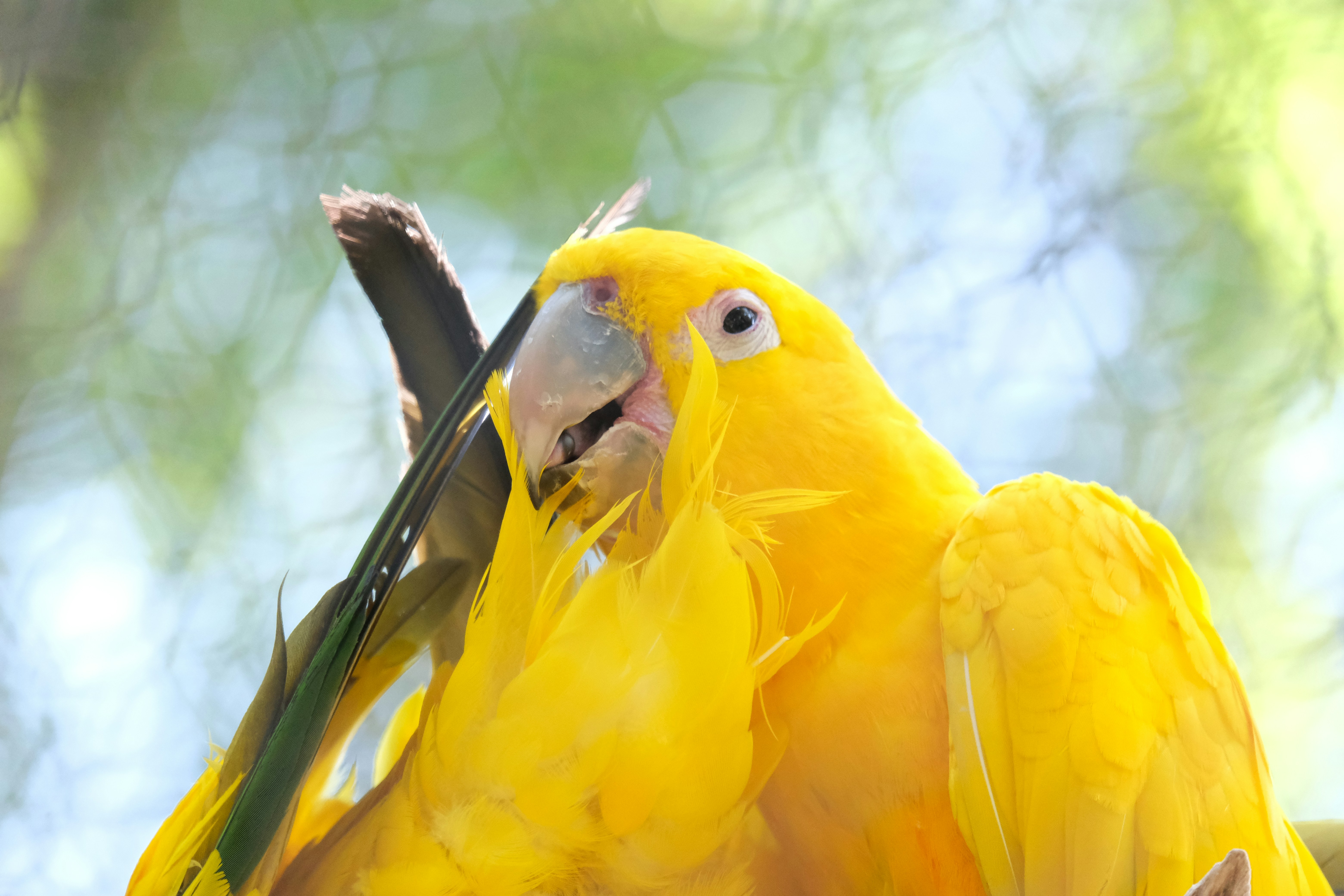 Sunlit Sun Conure: a close-up study of feathered brilliance amid green bokeh