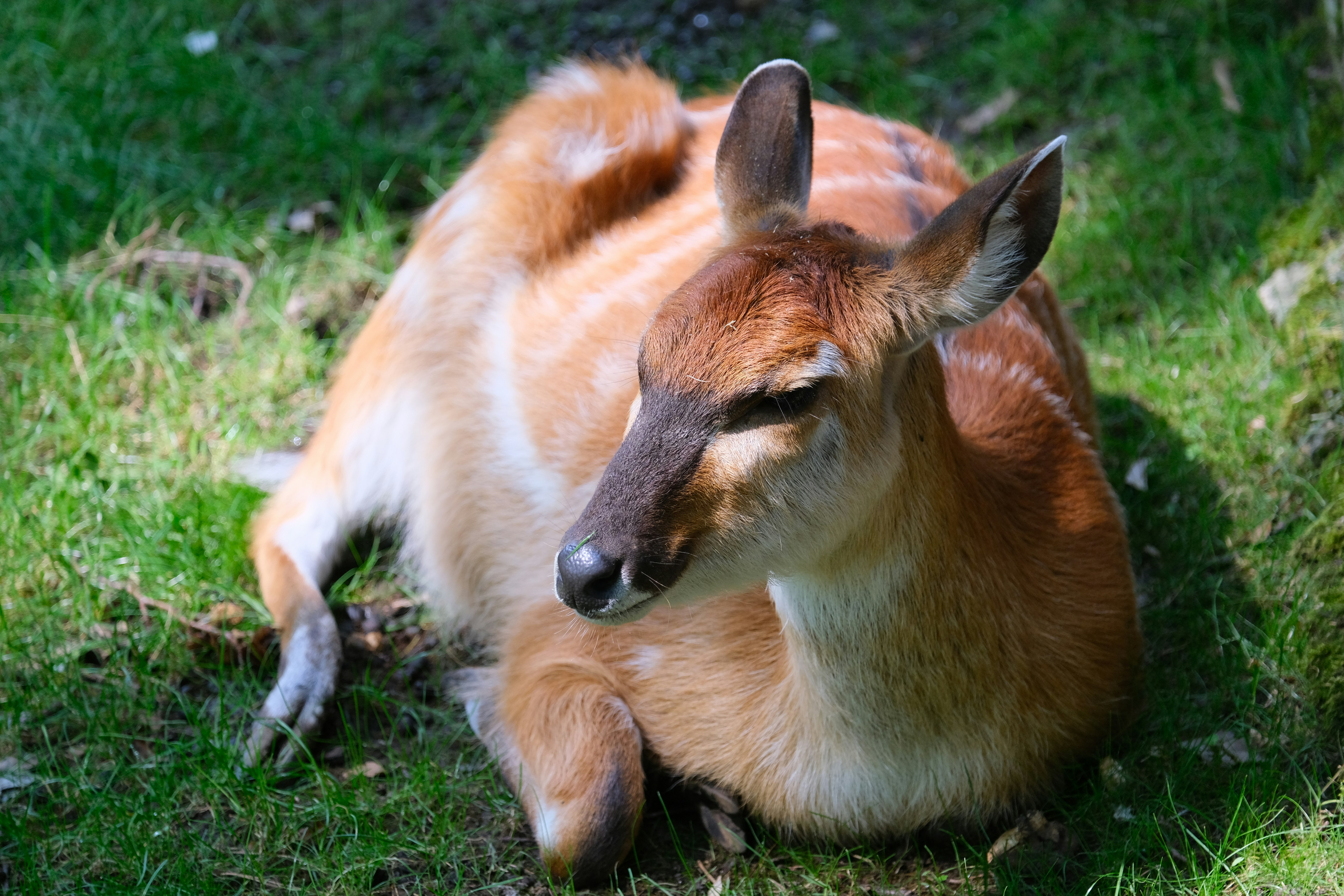 A small antelope sitting in the grass photo – Free Zoo de beauval Image ...