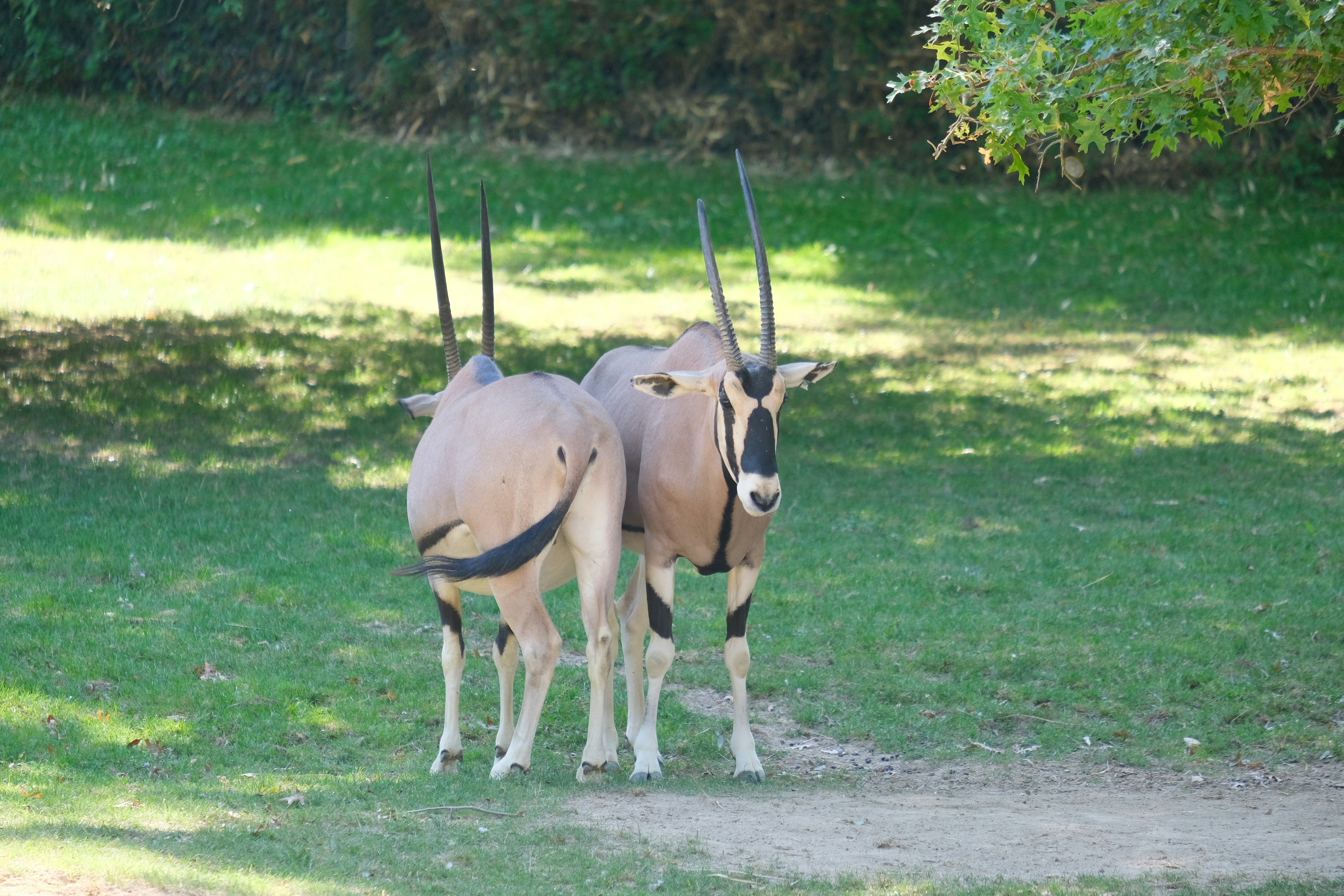 Twin Gems: A Pair of Gazelle-Like Antelopes Stance in Dappled Shade