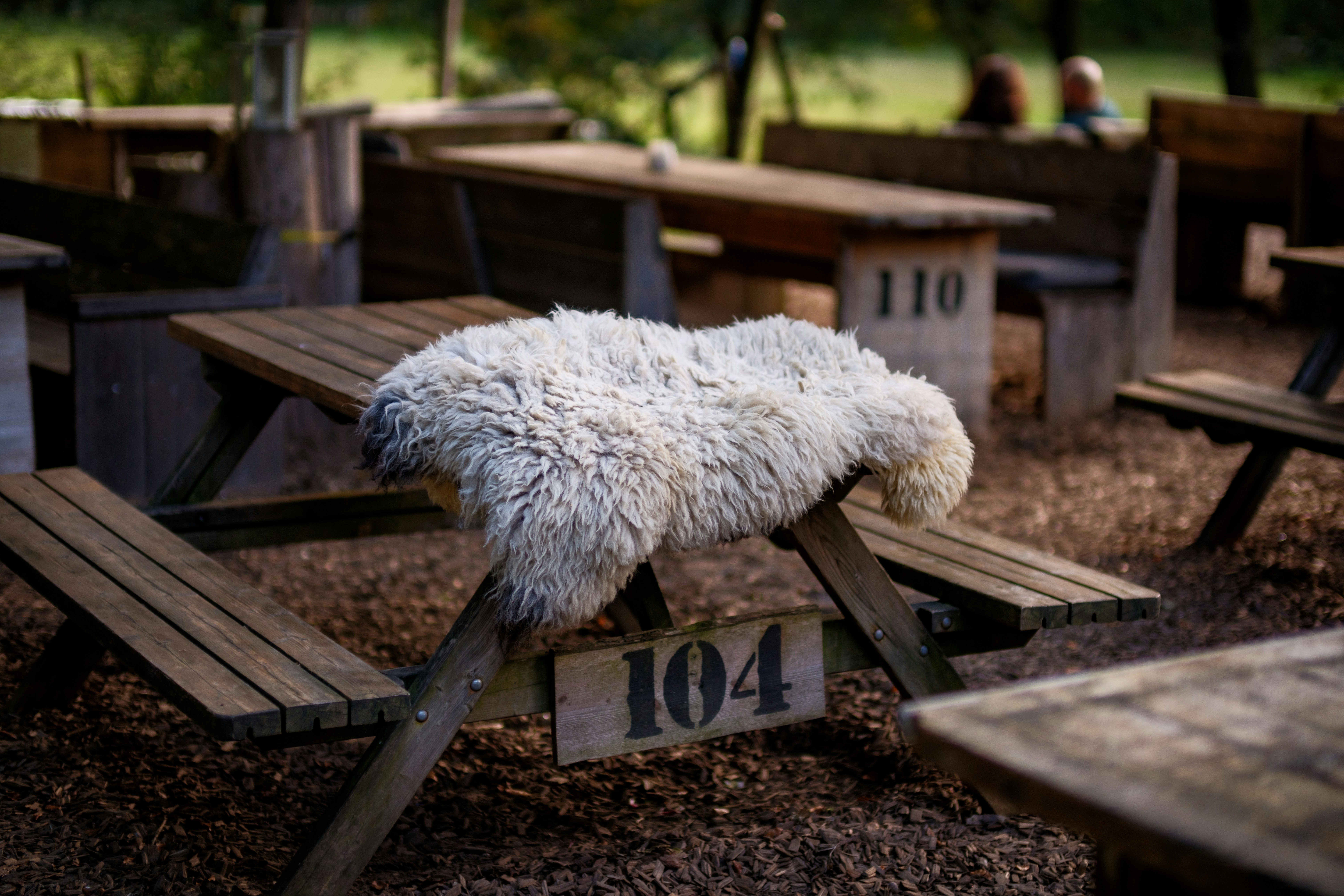 Furry Pause: White Sheepskin on a Weathered Picnic Bench