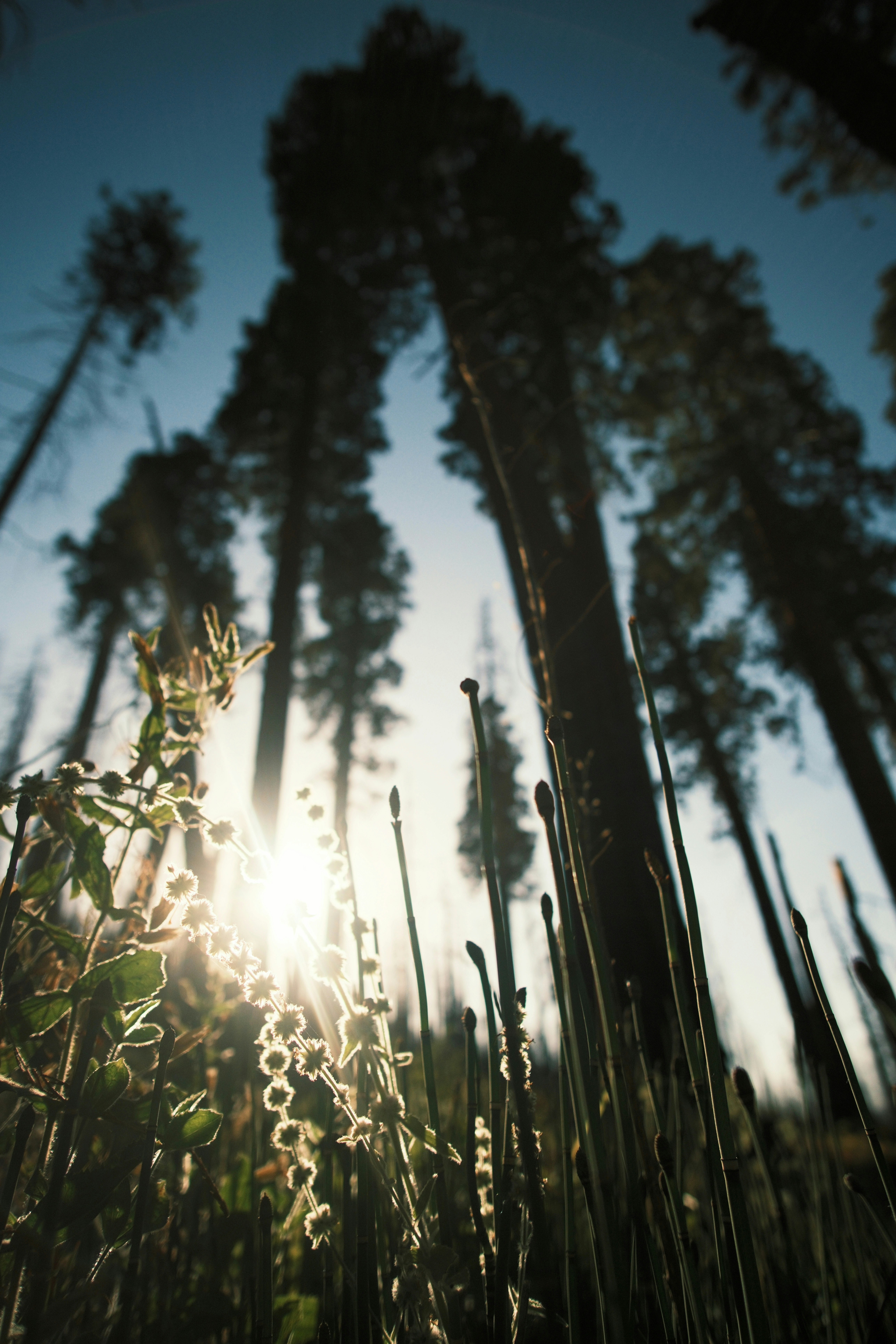 Sunburst Among Tall Pines: A Low-Angle Study of Backlit Meadow Grasses