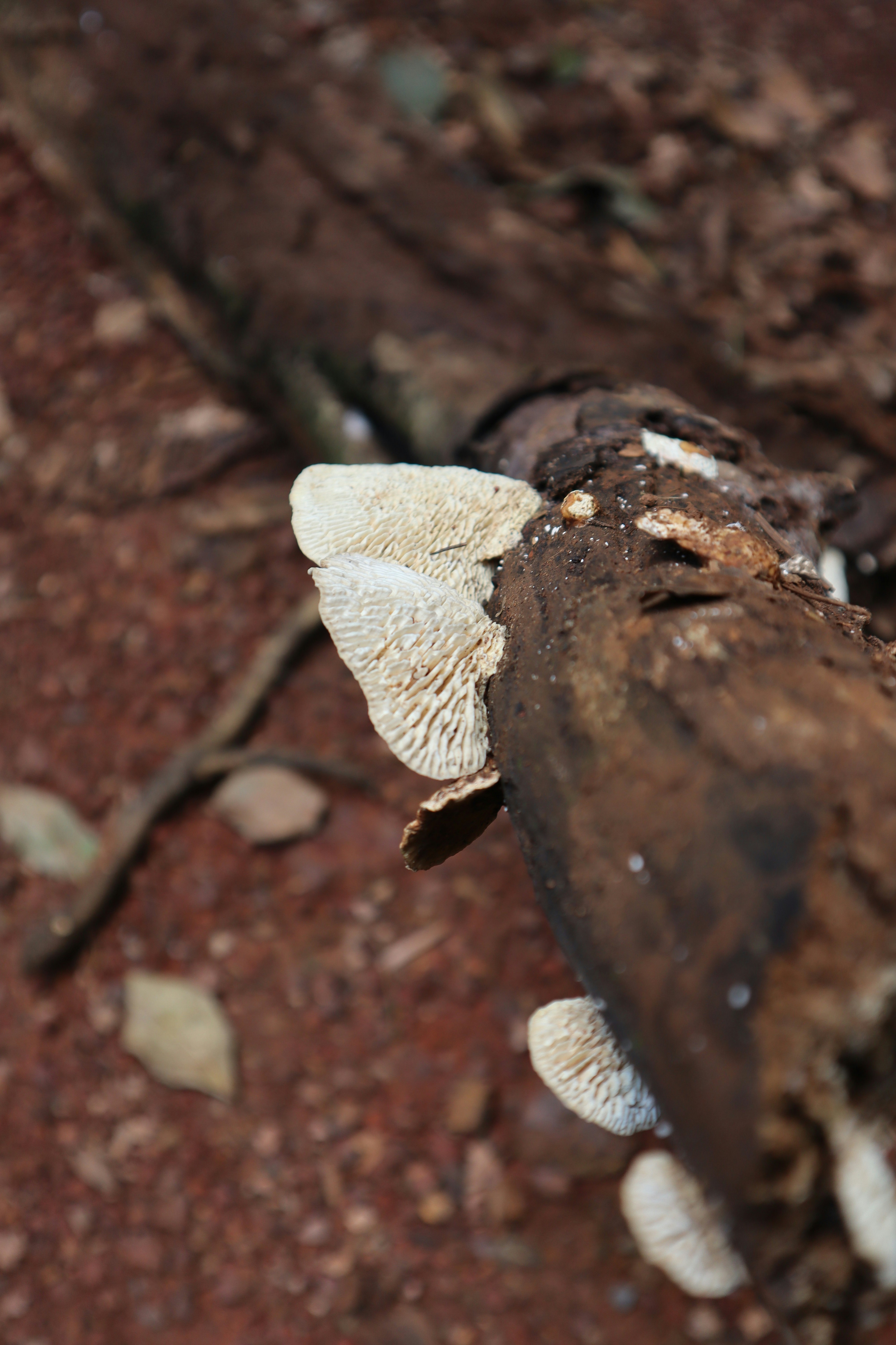 Ivory Shelves on a Weathered Log: A Micro-Habitat in Damp Forest Light