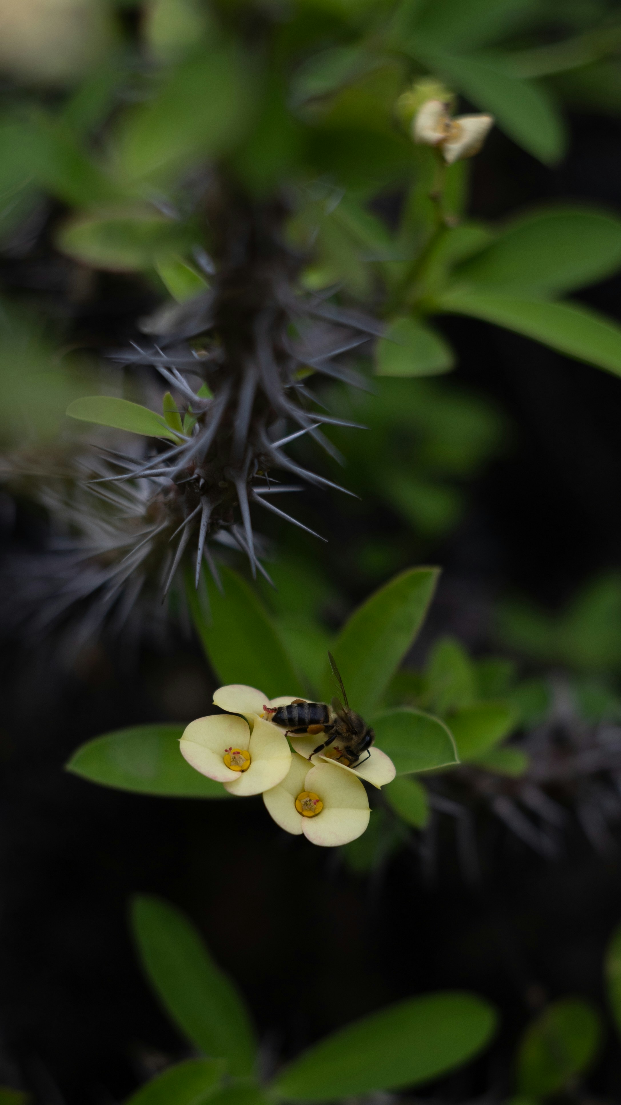 Nectar and Thorns: A Bee on Creamy Blossoms