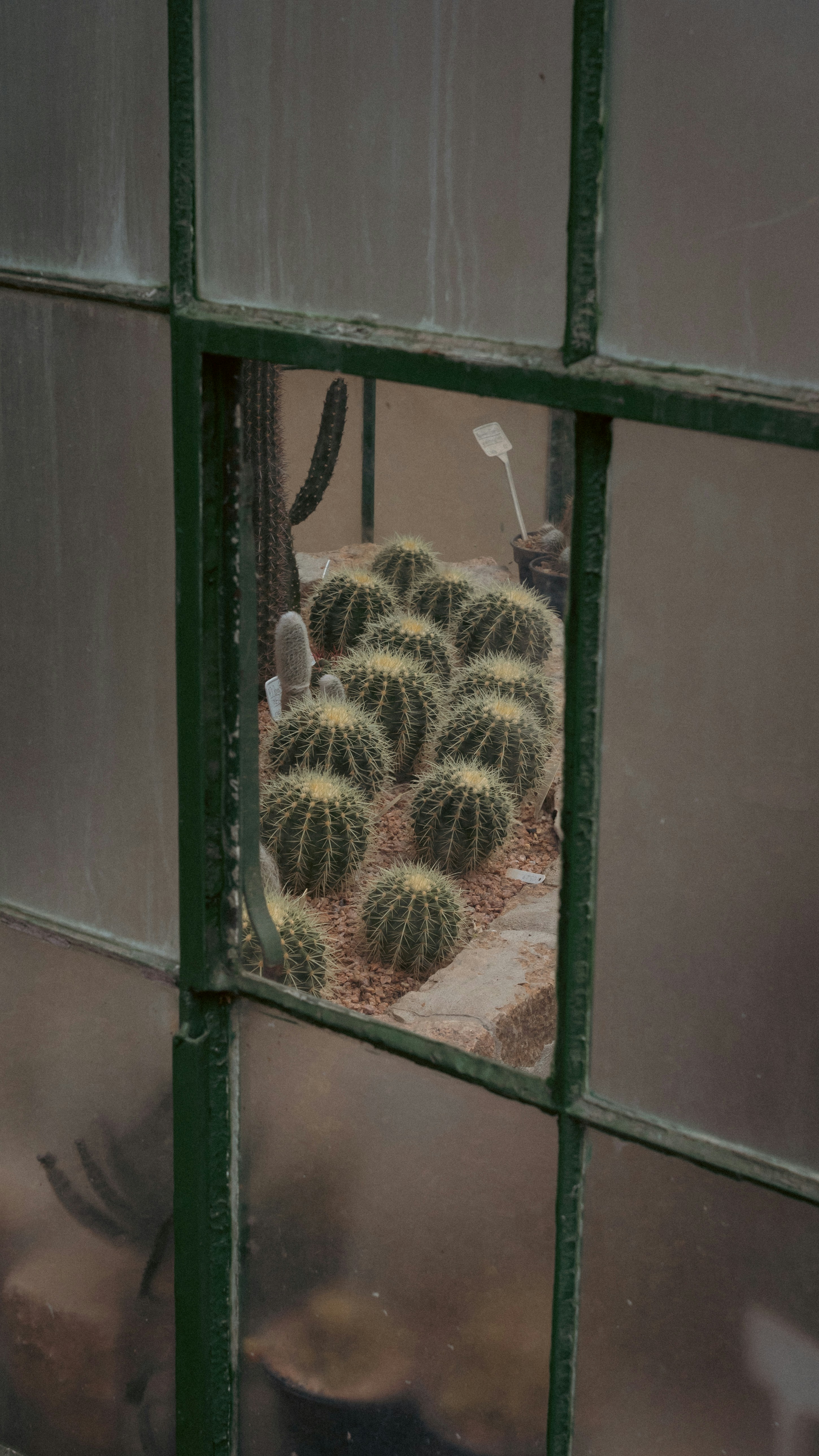 Barrel Cacti Framed by Greenhouse Glass: Quiet Geometry on Gravel