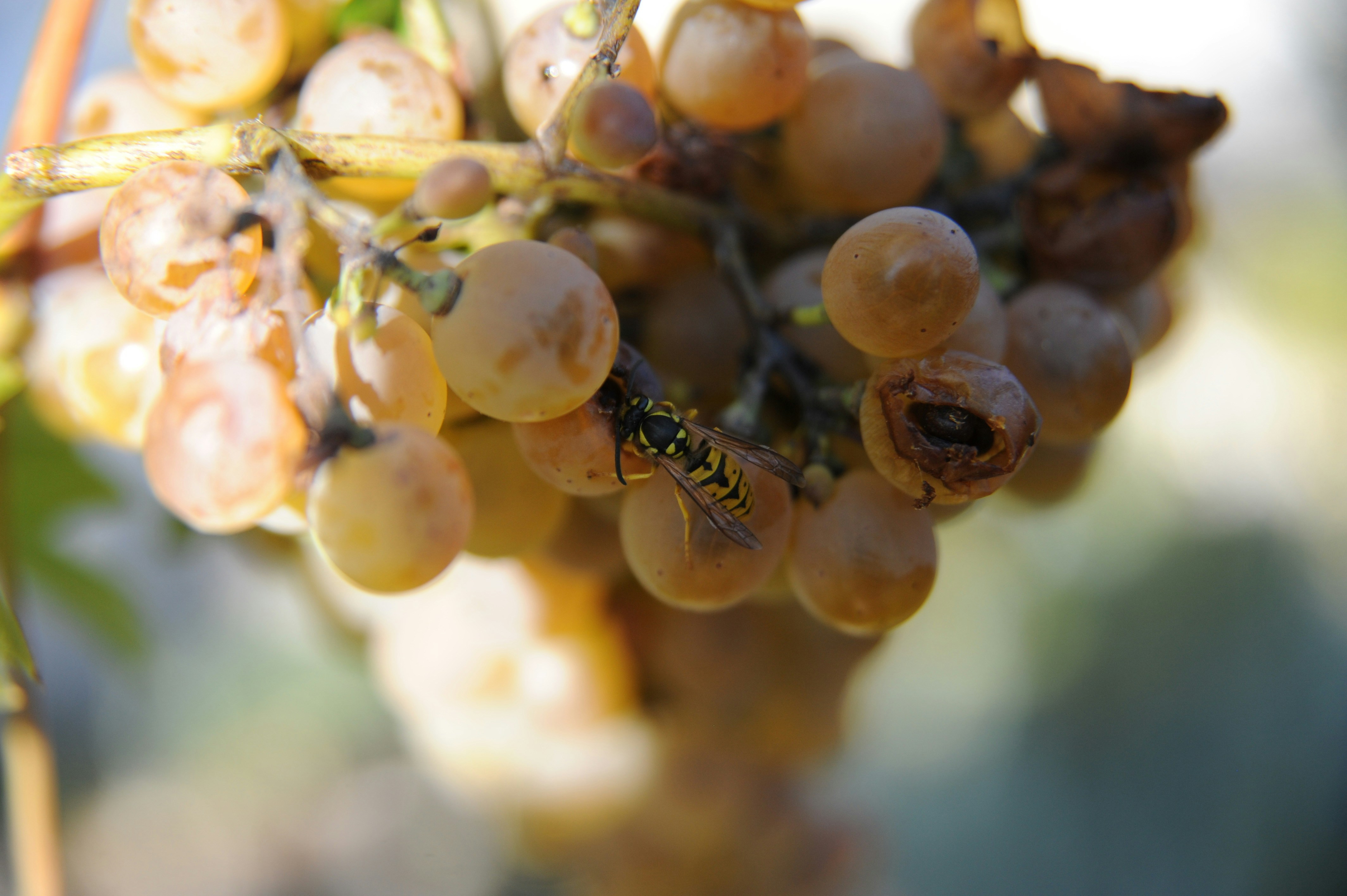 Photo by JOGsplash with Nikon D700