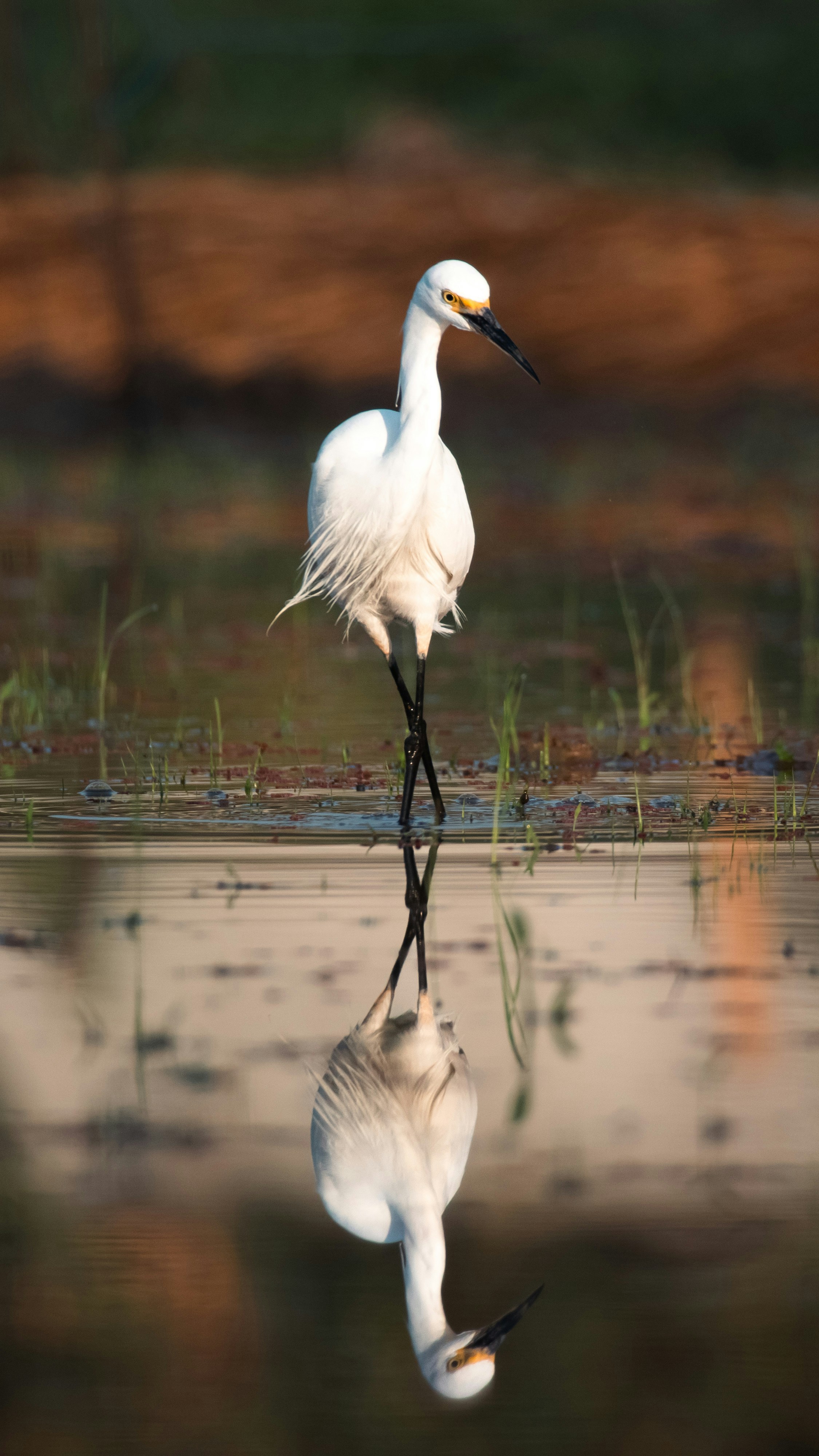 Snowy Egret early in the morning on Bali island