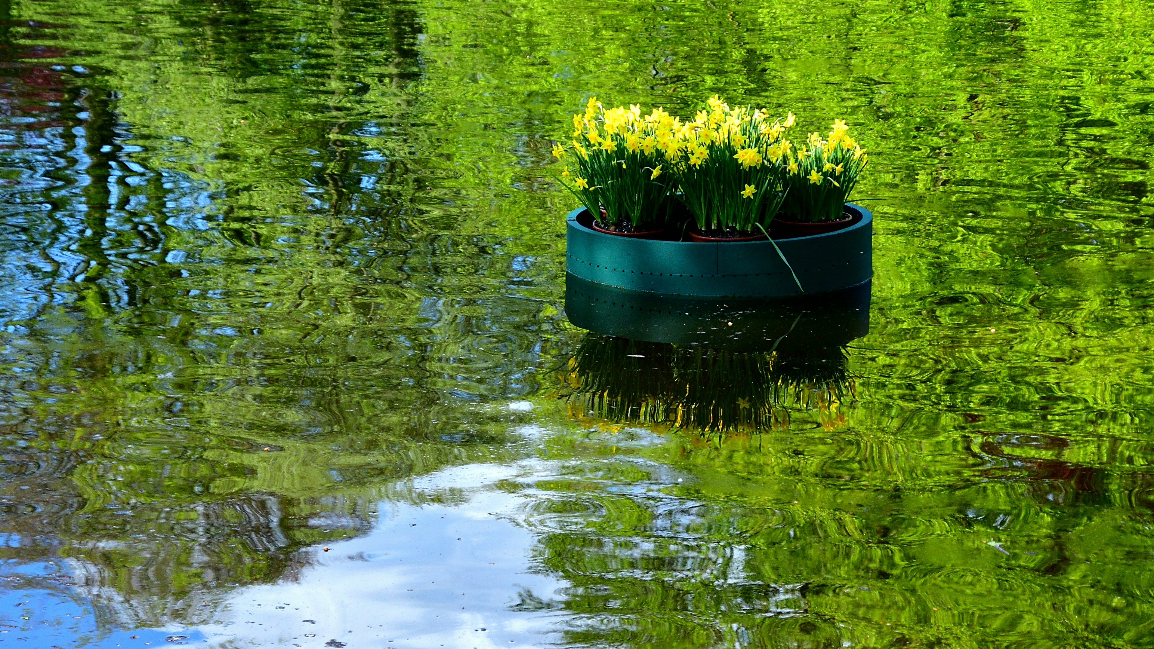 Floating Teal Planter of Yellow Daffodils on a Sunlit Pond