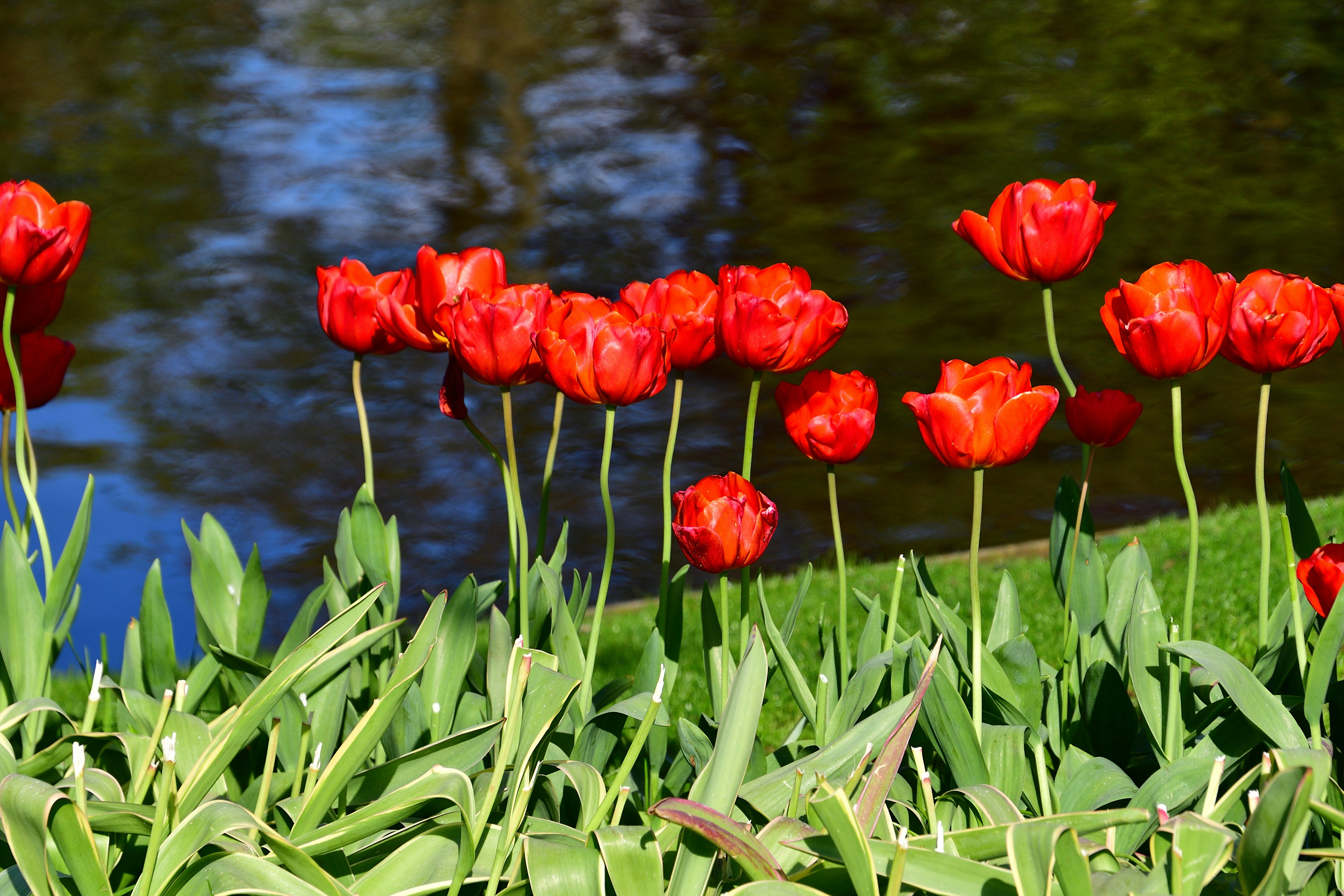 Crimson Tulips at the Pond's Quiet Edge