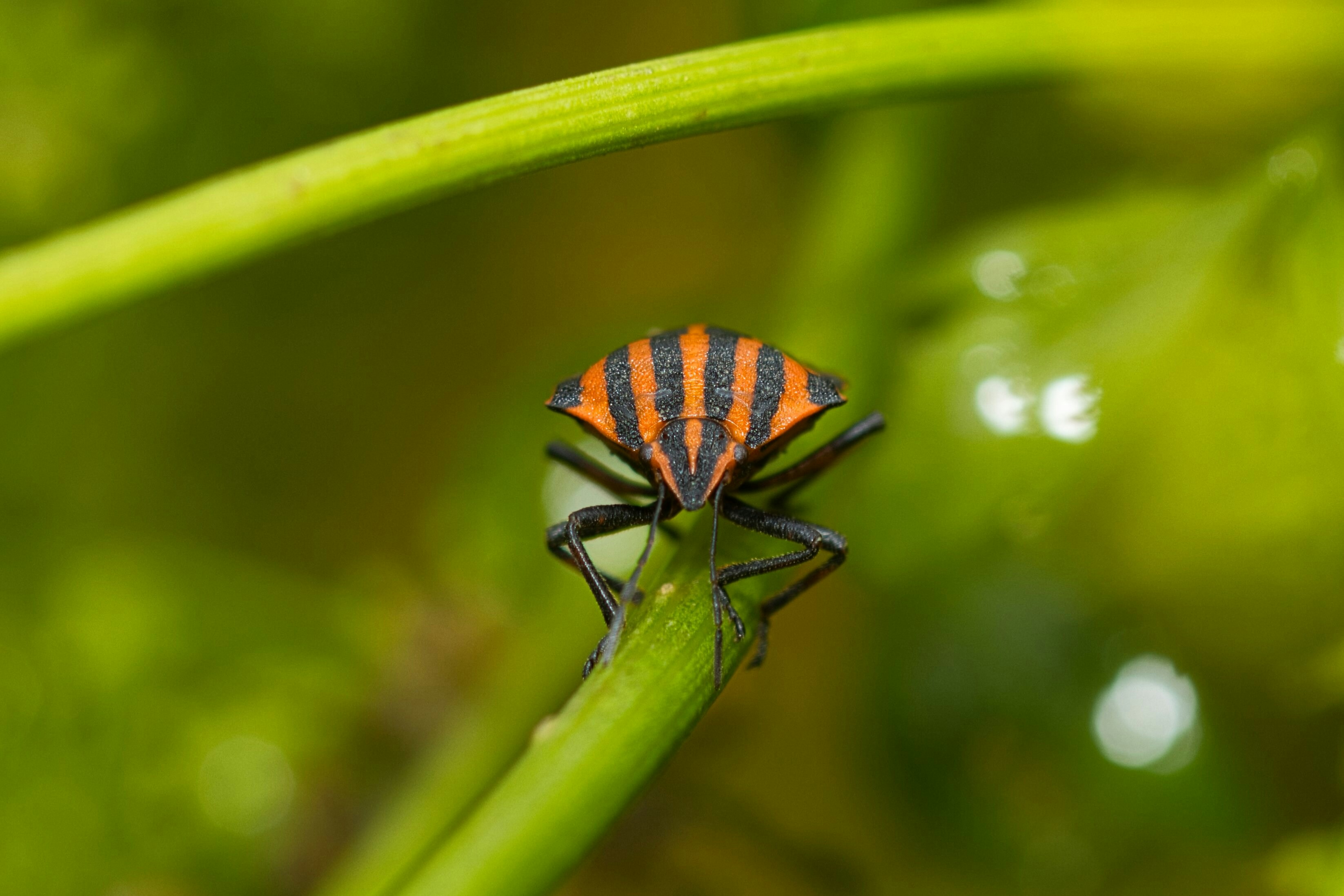 Stripe on a Stem: Close-Up of an Orange-Black Shield Bug