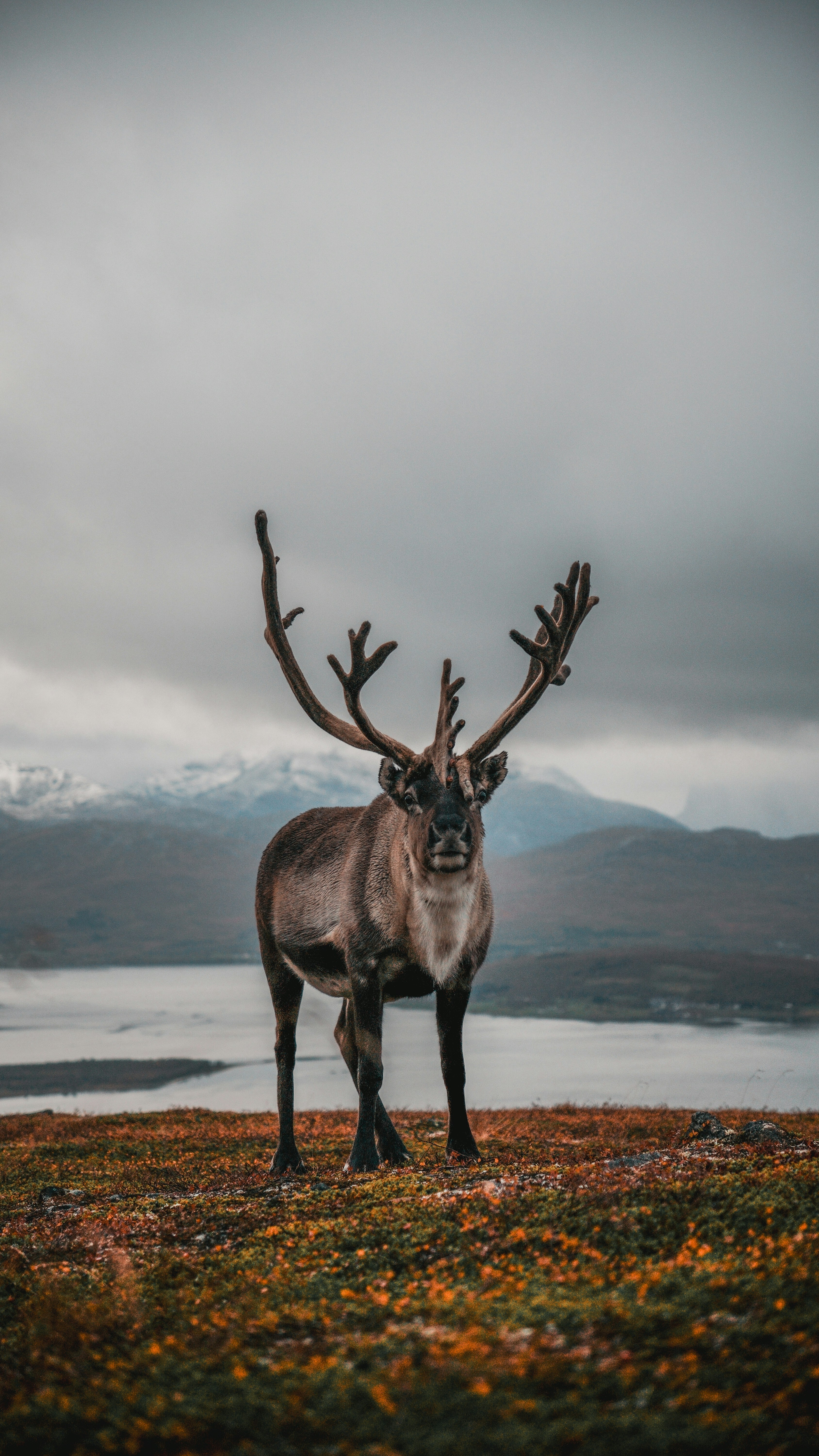 Lone stag with expansive antlers stands on a colorful tundra as a moody, cloud-laden sky hangs over distant hills.