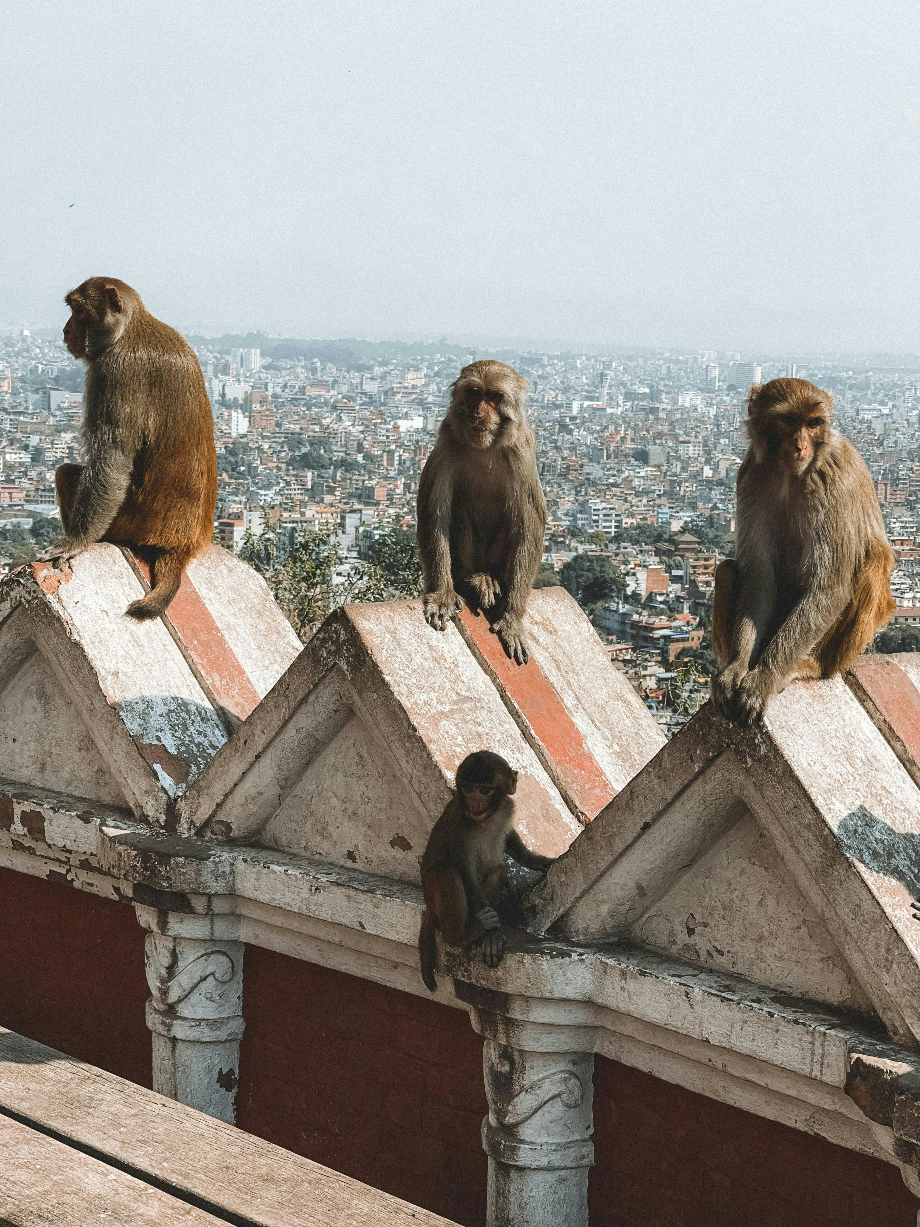 A group of monkeys sitting on top of a roof photo – Free Animal Image ...