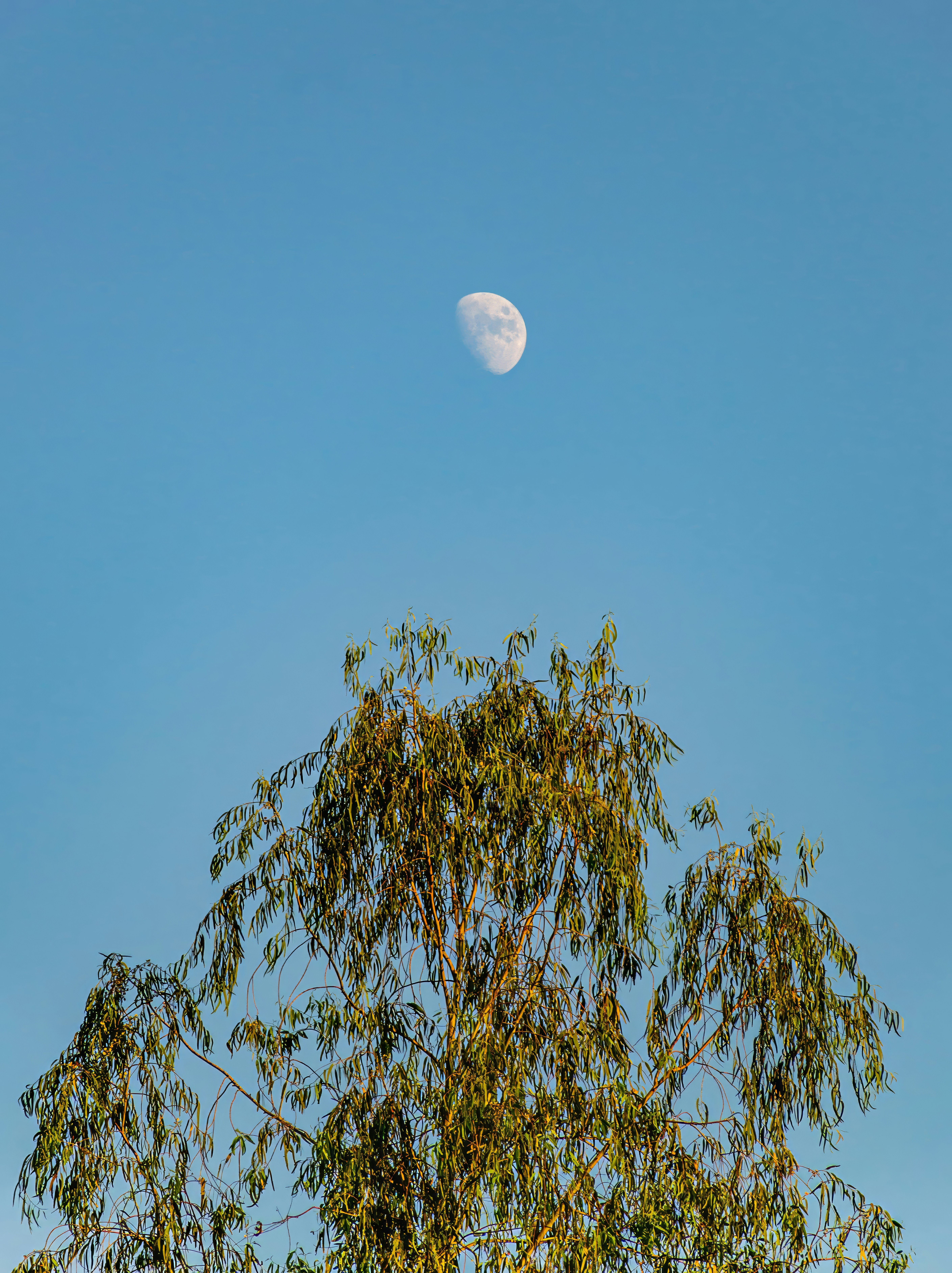 A tree with a half moon in the sky photo – Free Savar Image on Unsplash