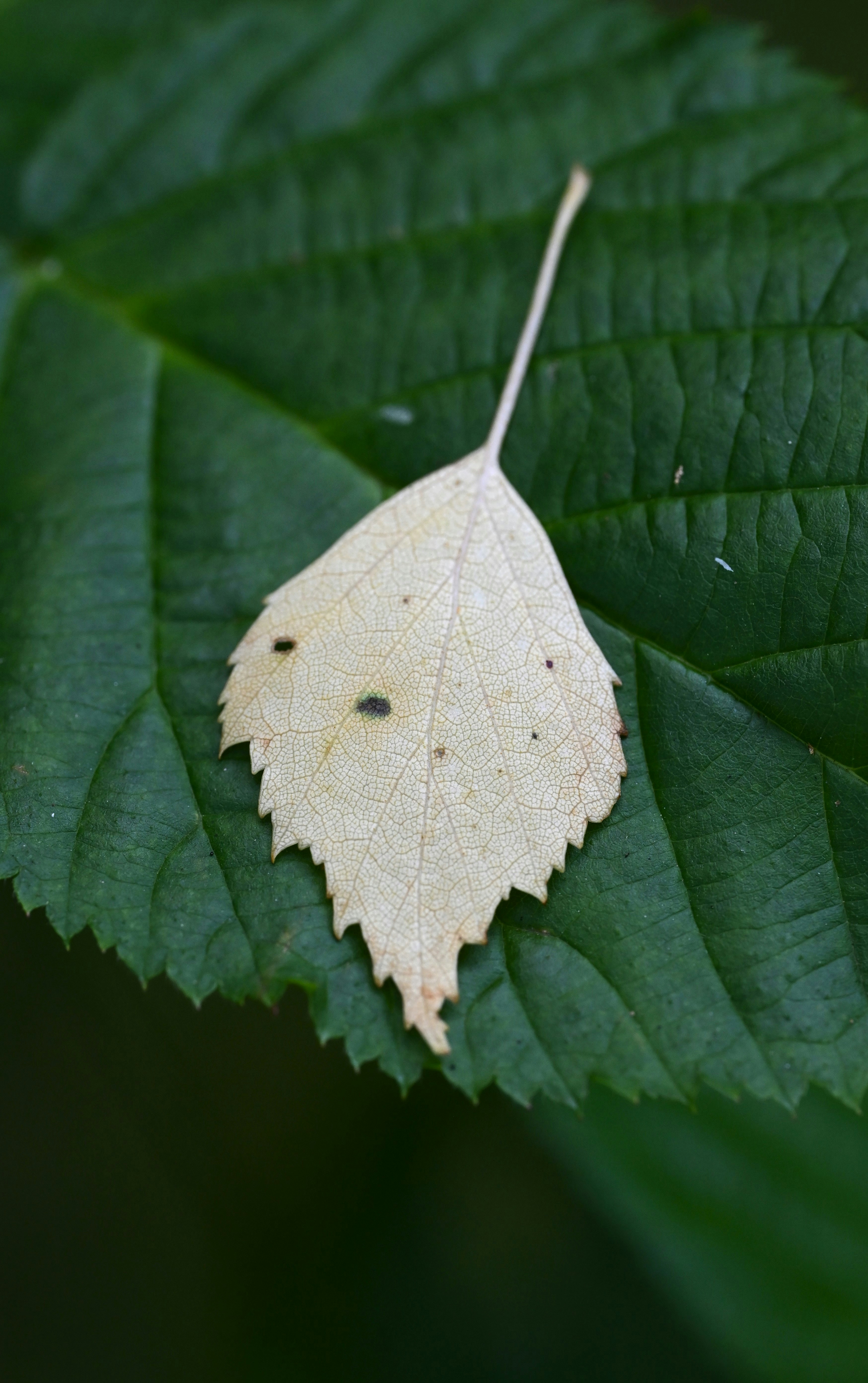 Veined Leaf Portrait: a pale leaf resting on emerald greens