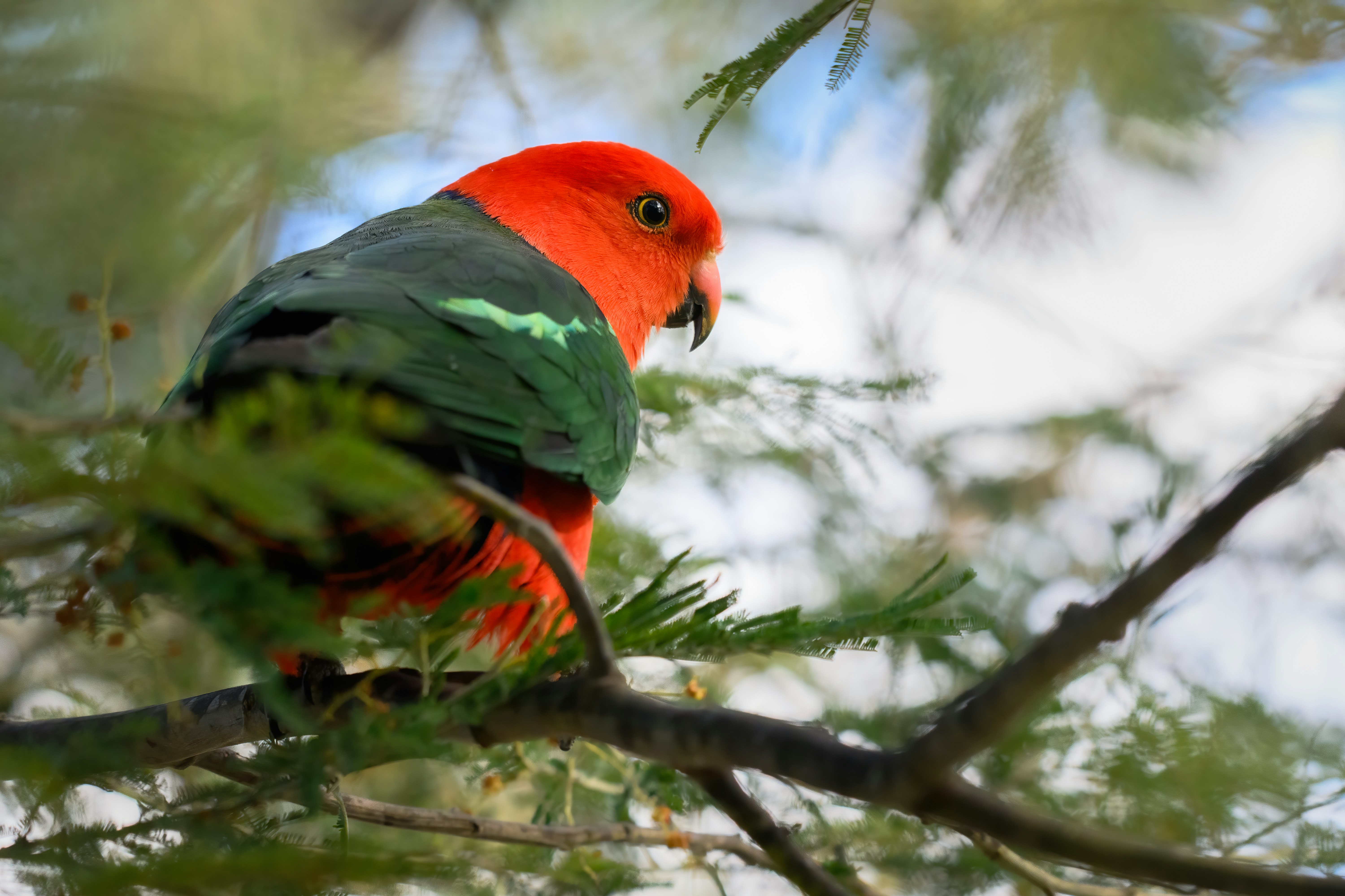 A red and green bird perched on a tree branch photo – Free Australia ...